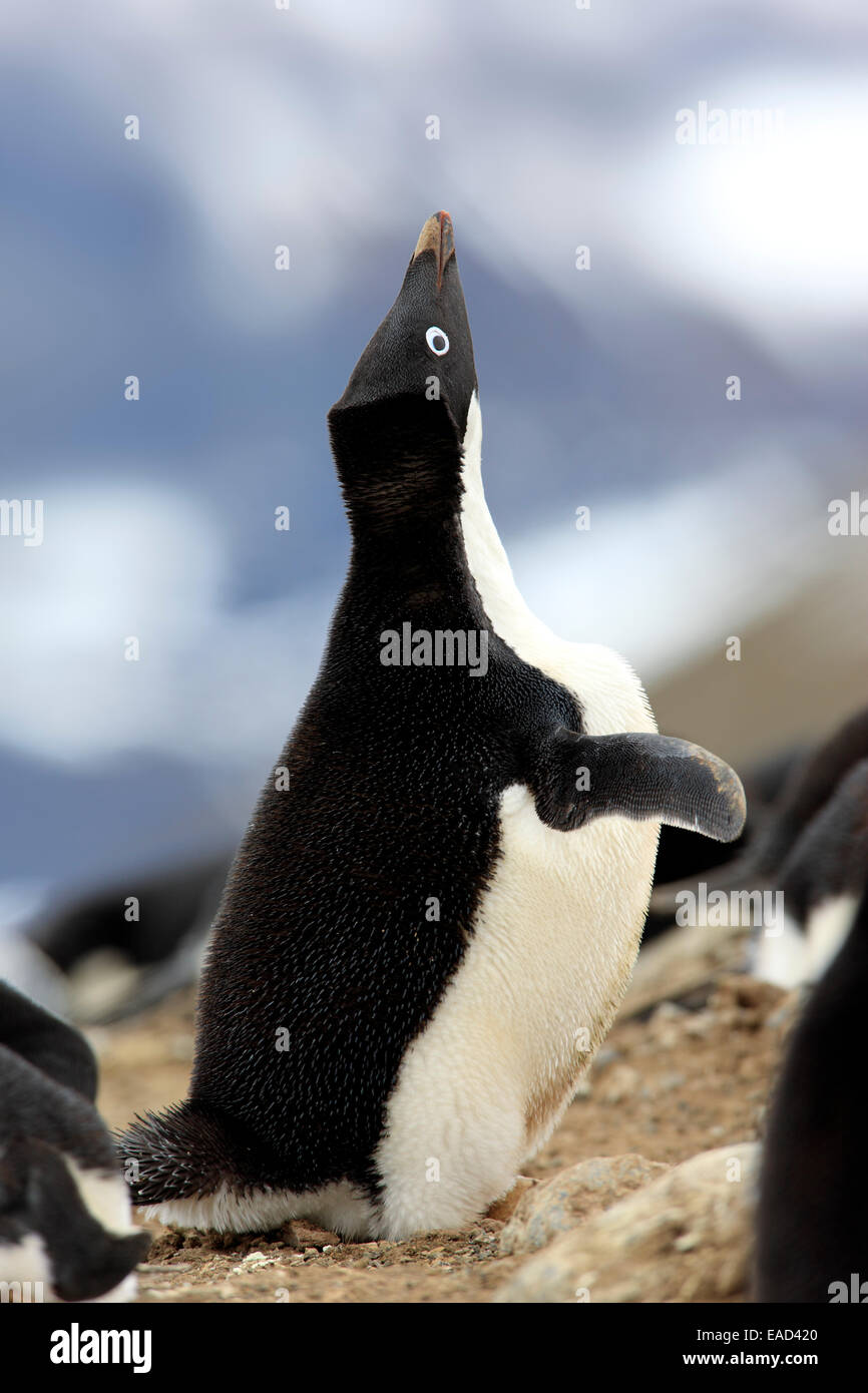 Adelie Penguin (Pygoscelis adeliae), adult, at the nest, nesting colony ...
