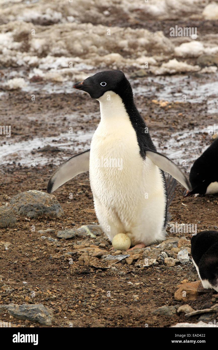Adelie penguin nest hi-res stock photography and images - Alamy