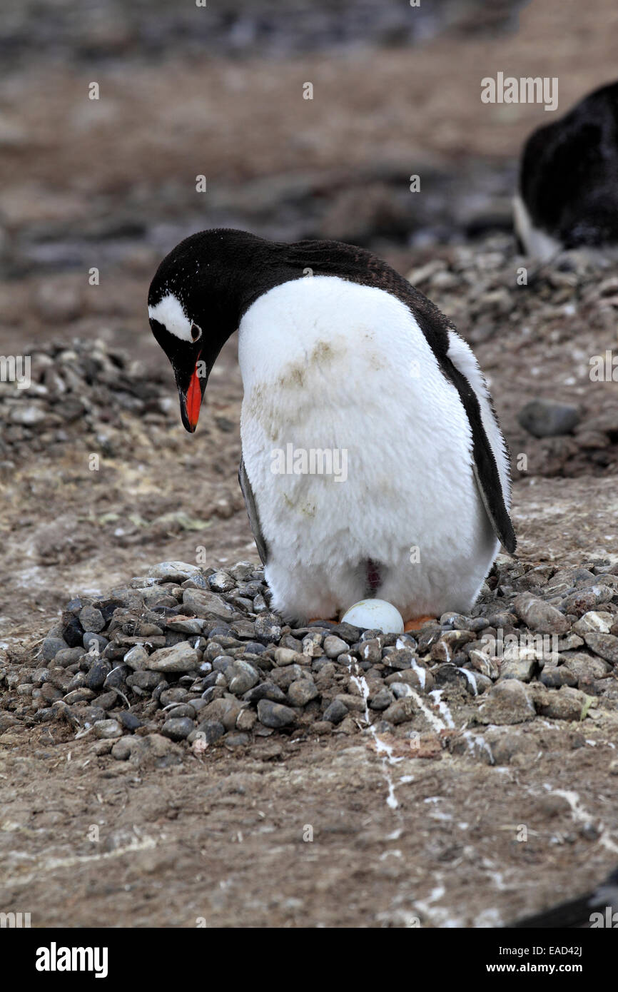 Gentoo penguin on nest with egg hi-res stock photography and images - Alamy