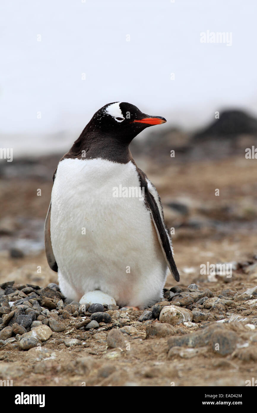 Gentoo Penguin (Pygoscelis papua), adult, on nest with egg, brooding ...