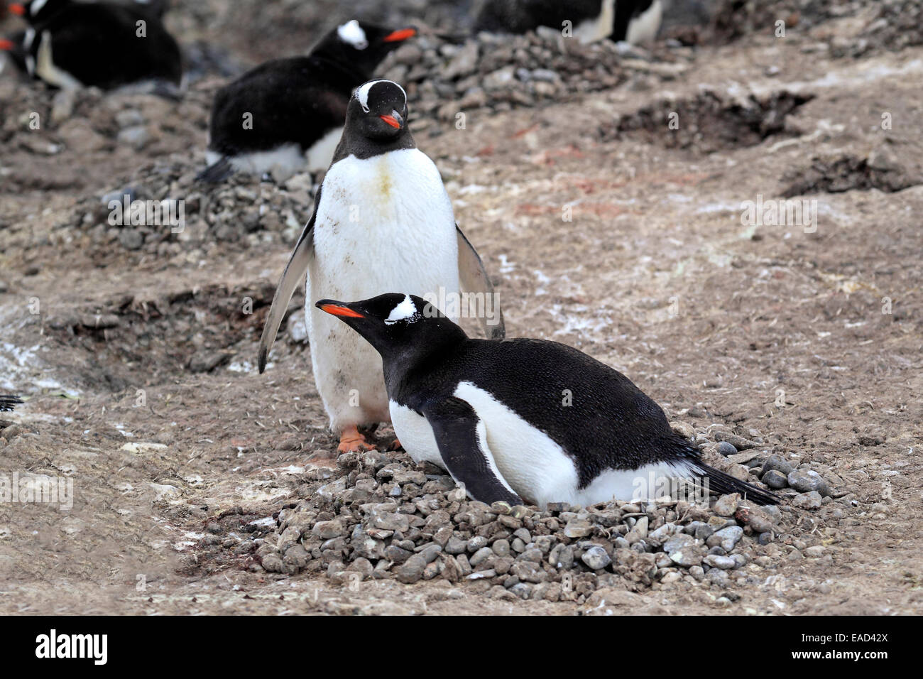 Male and female penguins hi-res stock photography and images - Alamy