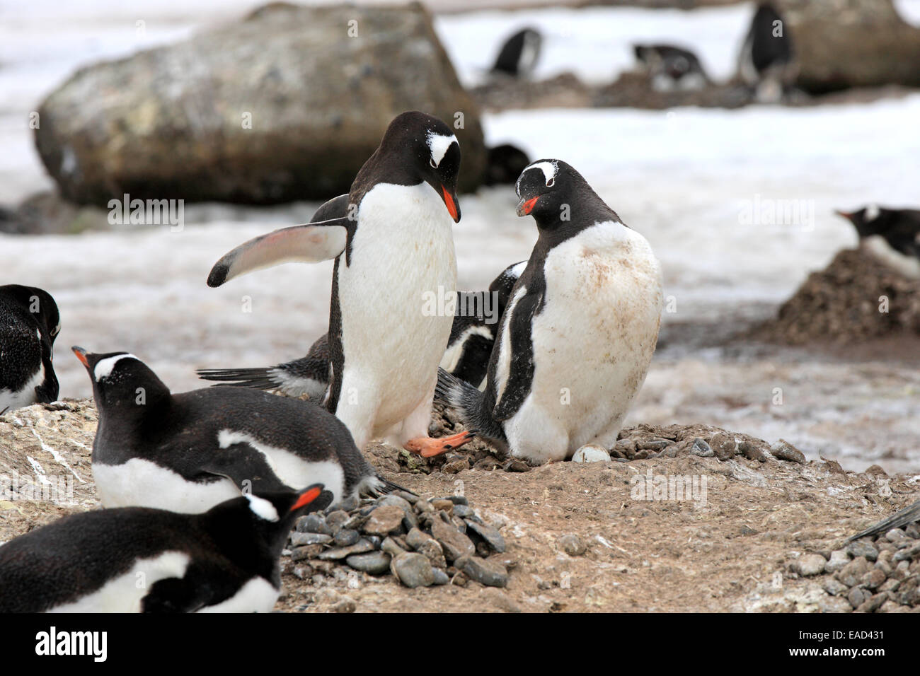 Gentoo Penguins (Pygoscelis papua), adult, pair, nest, brooding, Half ...