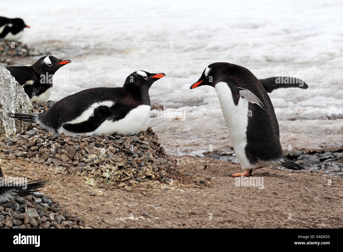 Gentoo Penguins (Pygoscelis papua), adult, pair, nest, brooding, Half ...
