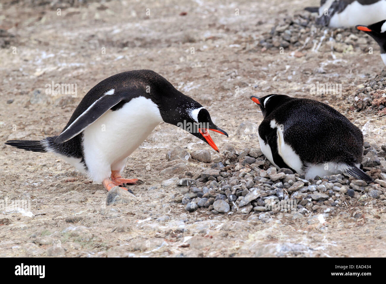 Gentoo Penguins (Pygoscelis papua), adult, pair, nest, brooding, Half ...
