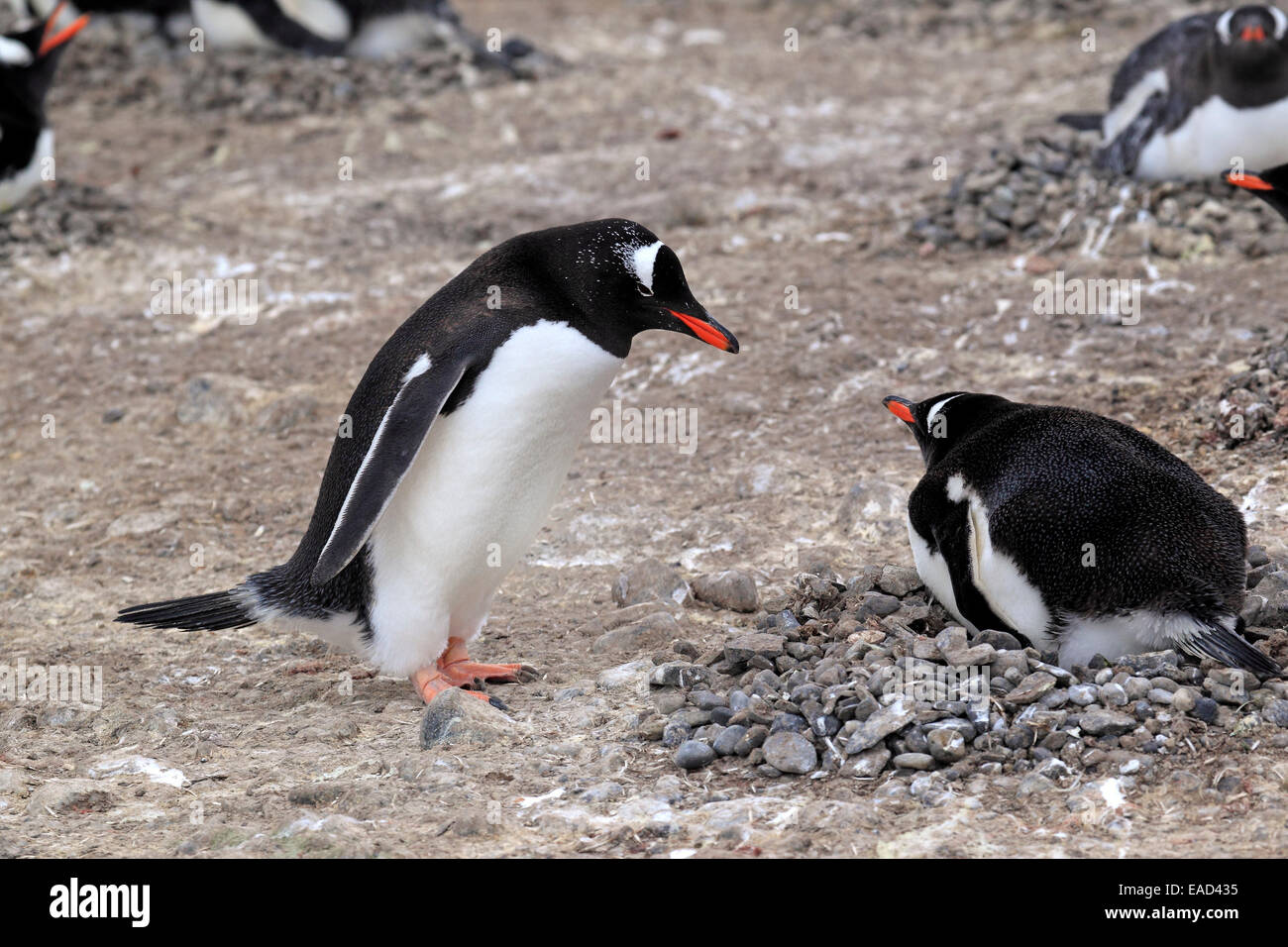 Gentoo Penguins (Pygoscelis papua), adult, pair, nest, brooding, Half ...