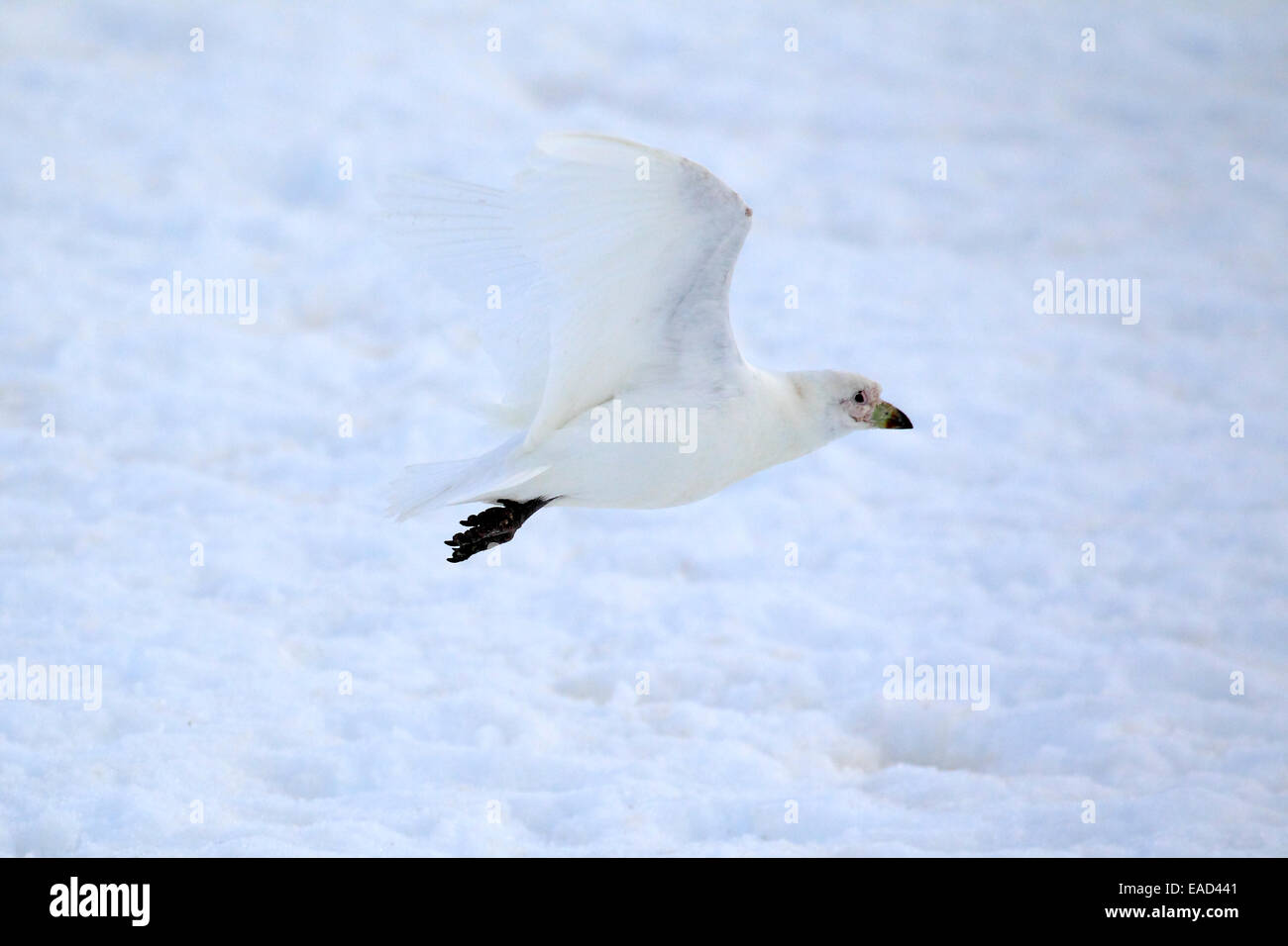 Snowy Sheathbill (Chionis alba), adult, flying, Brown Bluff, Weddell ...
