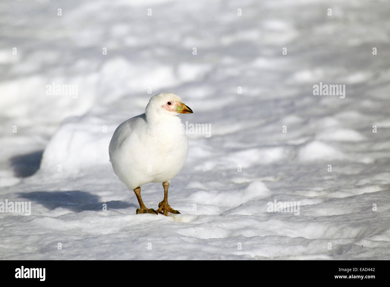 Snowy Sheathbill (Chionis alba), adult, Weddell Sea, Antarctica Stock ...