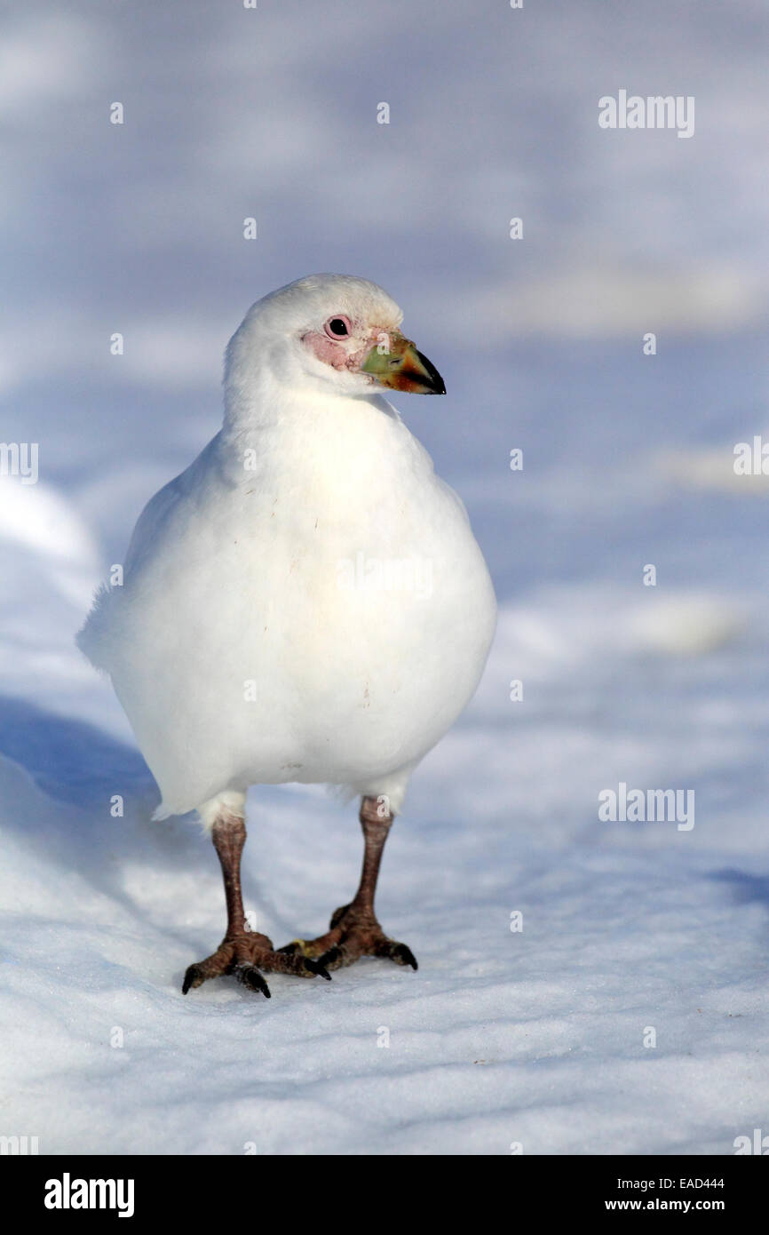Snowy Sheathbill (Chionis alba), adult, Weddell Sea, Antarctica Stock ...