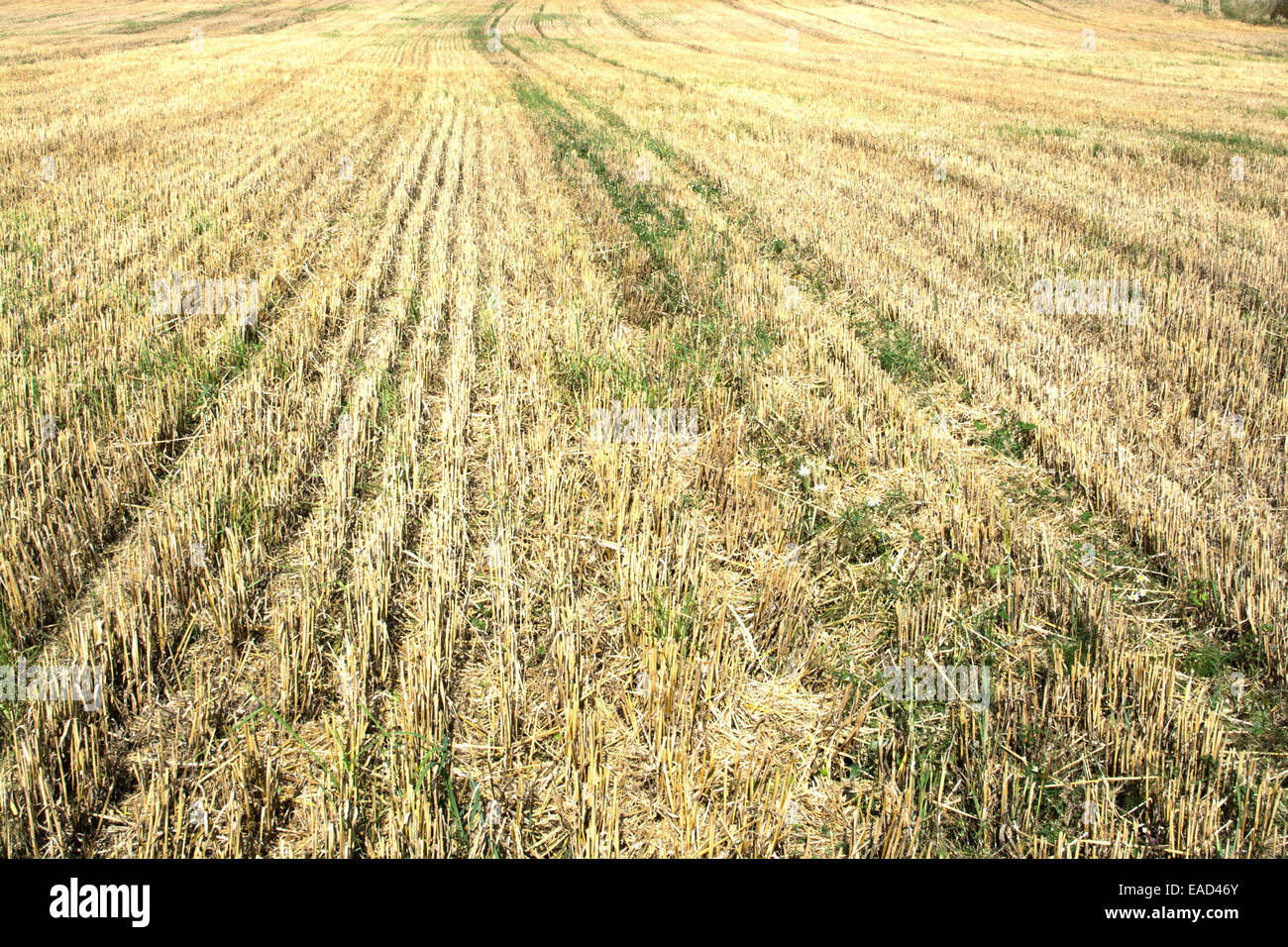 Harvested stubble fields, Sweden in September Stock Photo - Alamy