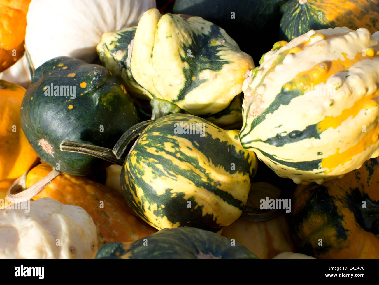 Rustic squash background. Yellow and green squash, full frame ...