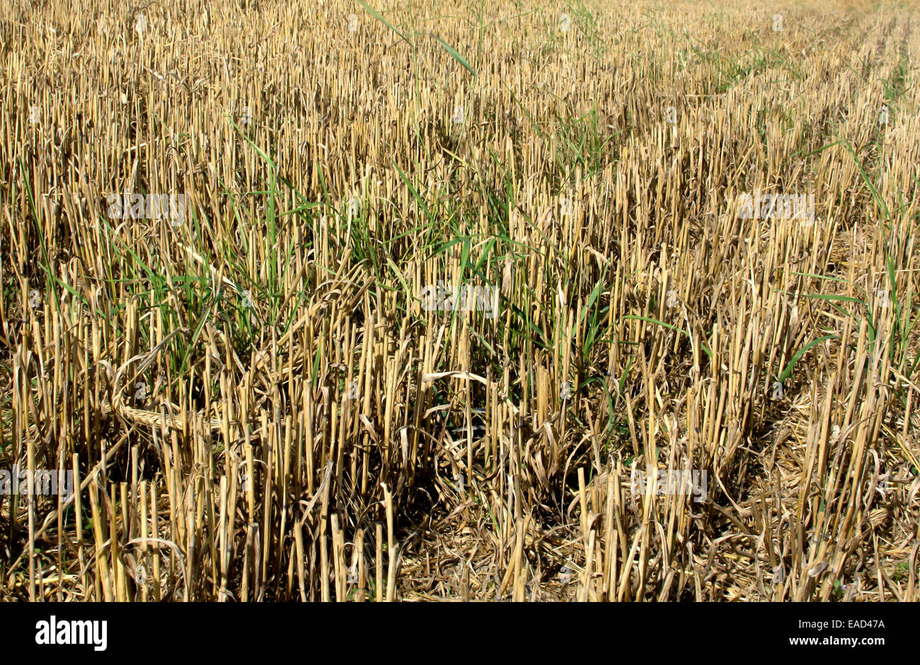 Stubble fields hi-res stock photography and images - Alamy