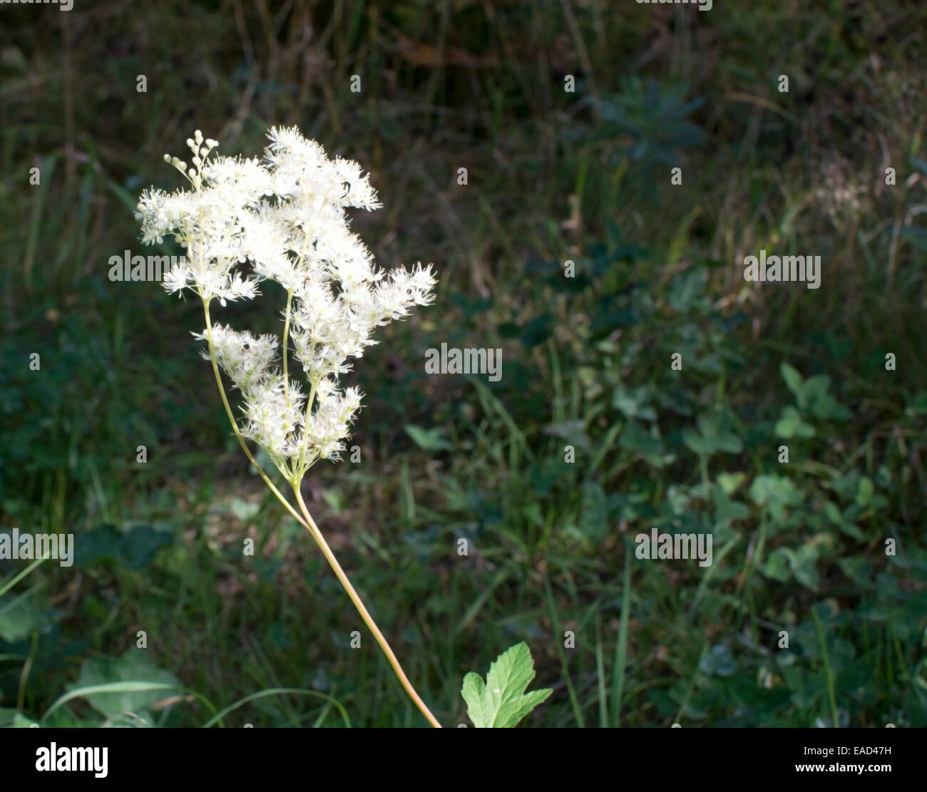 Filipendula meadow. Meadowsweet growing wild in the forest. Sweden ...