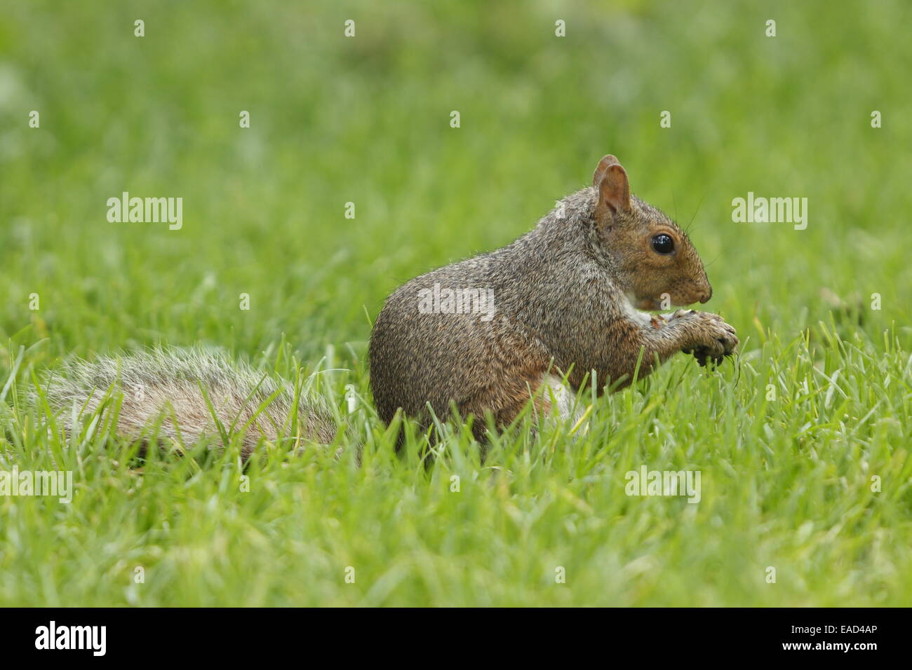 Nibbling squirrel hi-res stock photography and images - Alamy