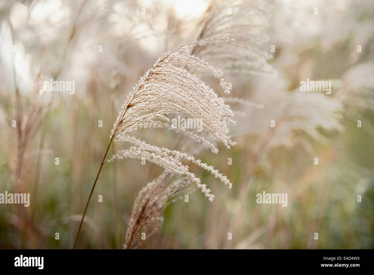 Grass, Japanese silver grass, Miscanthus sinensis 'Sirene', Silver ...