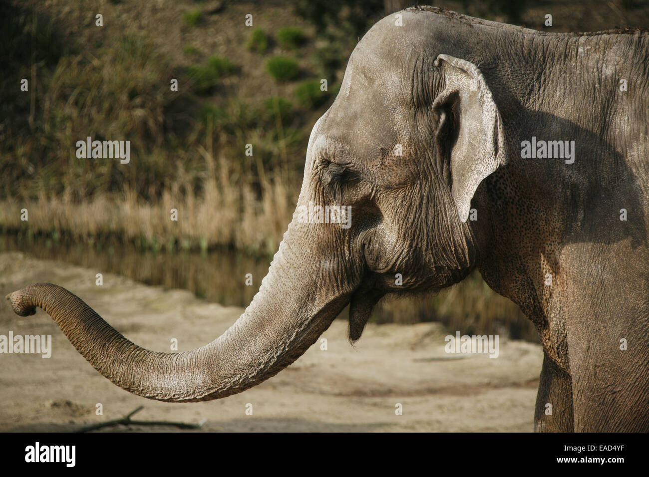 Asian Elephant (Elephas maximus Stock Photo - Alamy