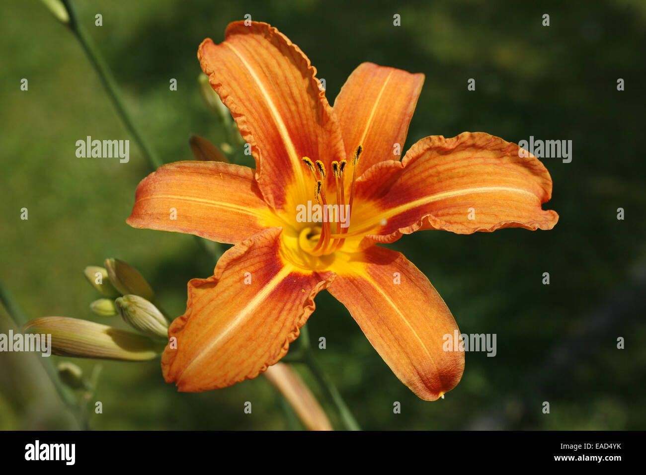 Lily (Lilium sp.), flower Stock Photo - Alamy