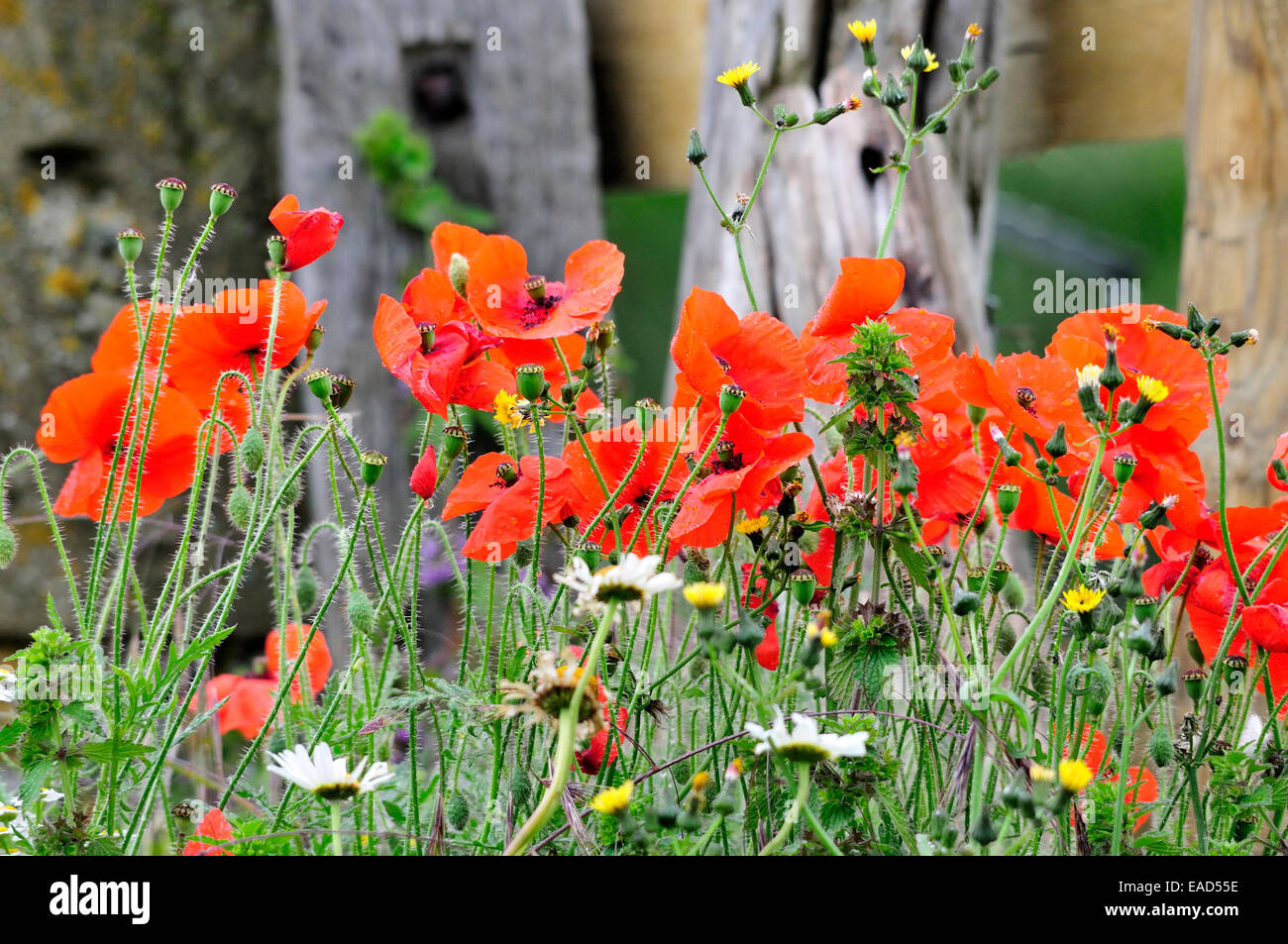 Wild Common Poppy (Papaver rhoeas) growing in a churchyard. Kent, UK ...