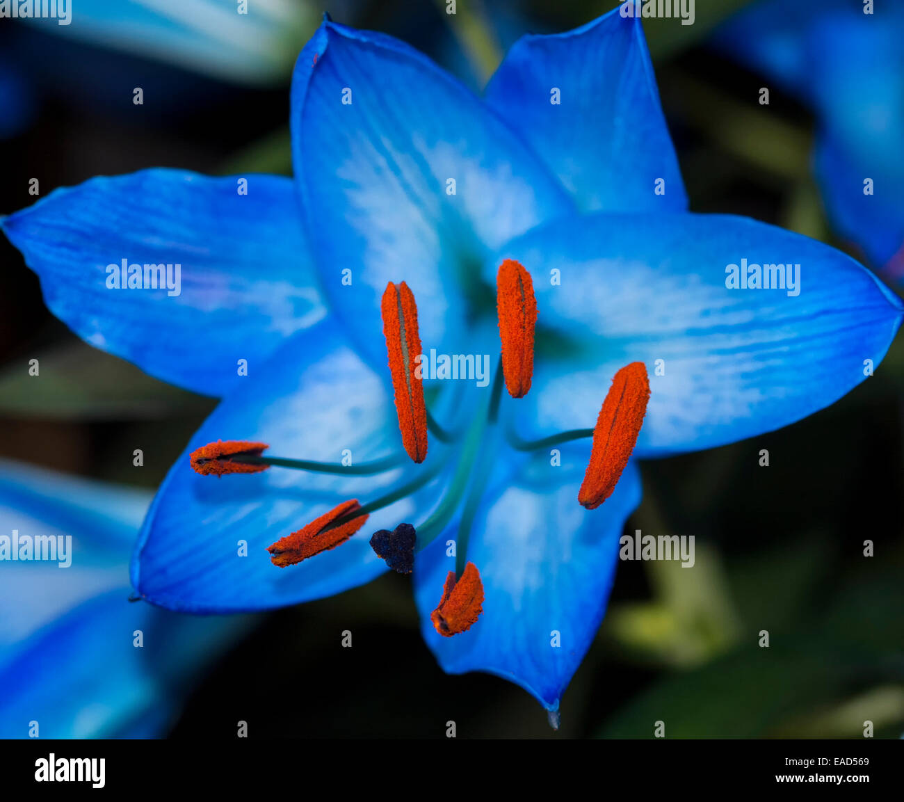 Blue lily hi-res stock photography and images - Alamy