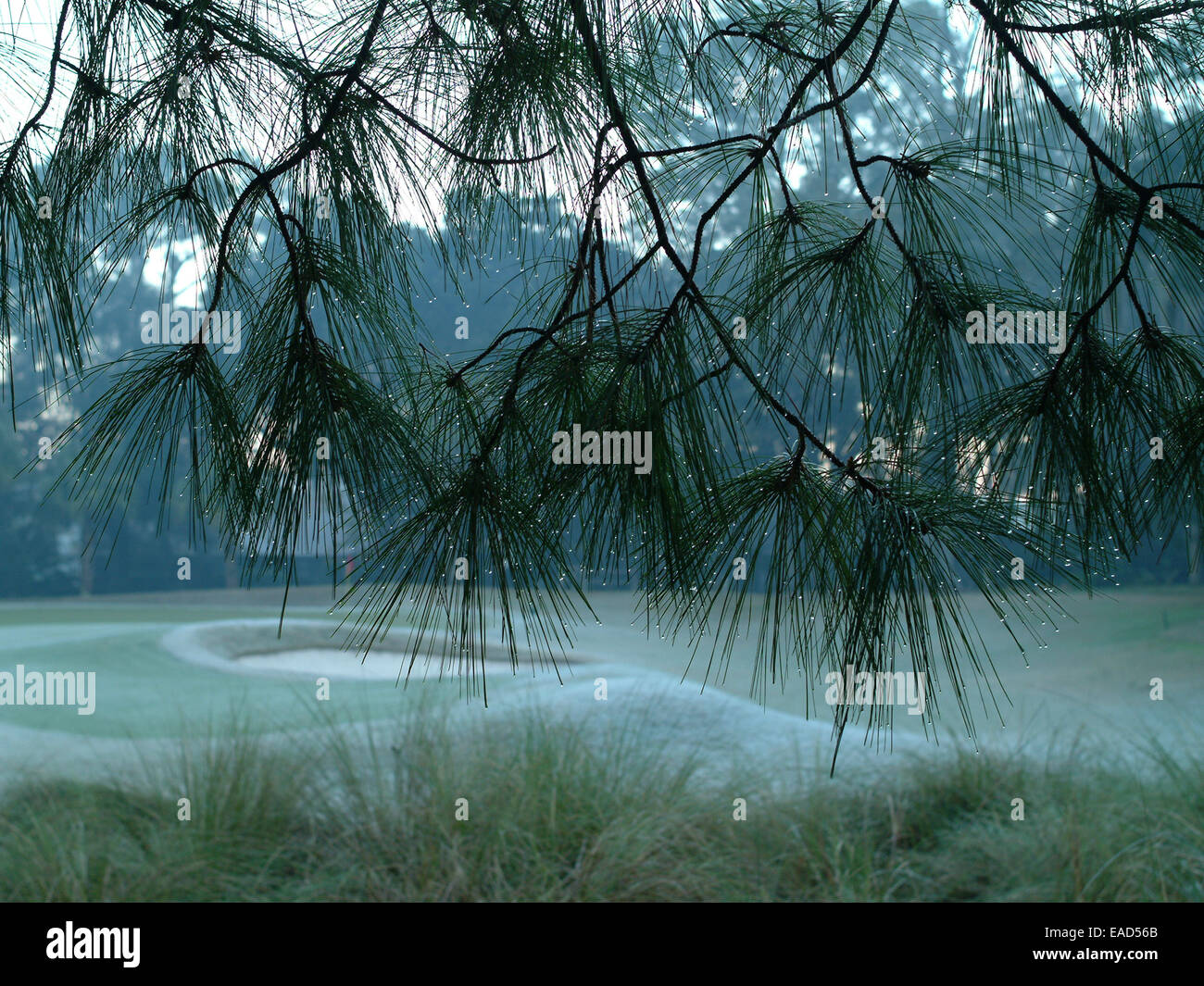 Evergreen Needles, Early Morning, Golf Course Stock Photo - Alamy