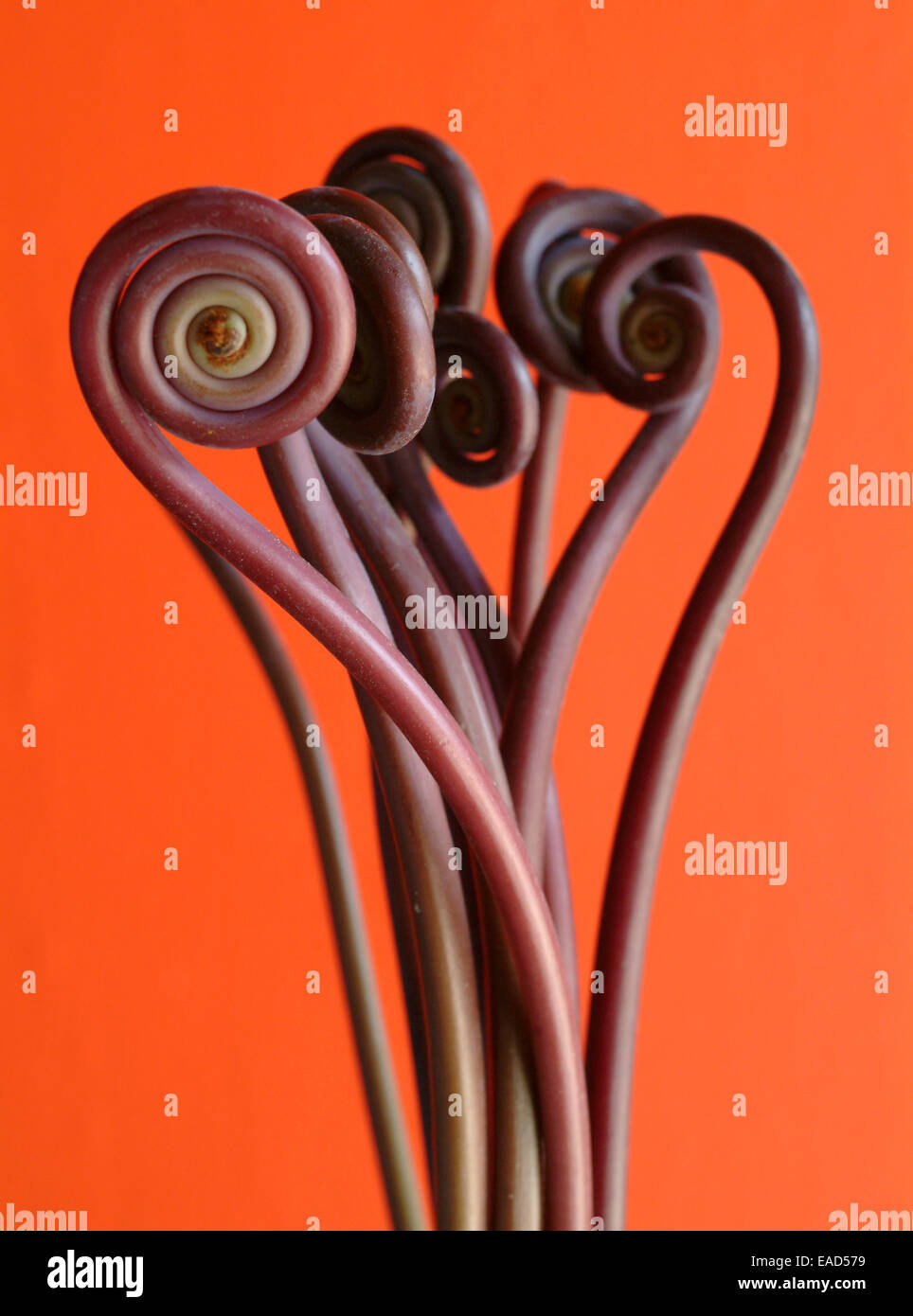 Fiddle Head Ferns Stock Photo - Alamy