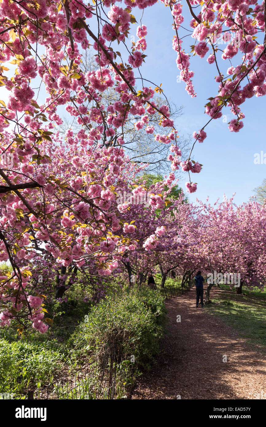 Central Park Path in Springtime, NYC, USA Stock Photo - Alamy