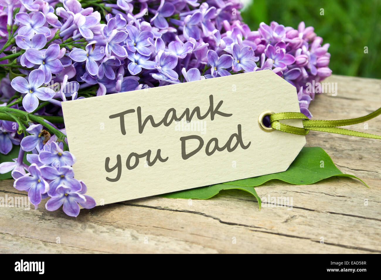 english Father`s Day card with lilac Stock Photo - Alamy