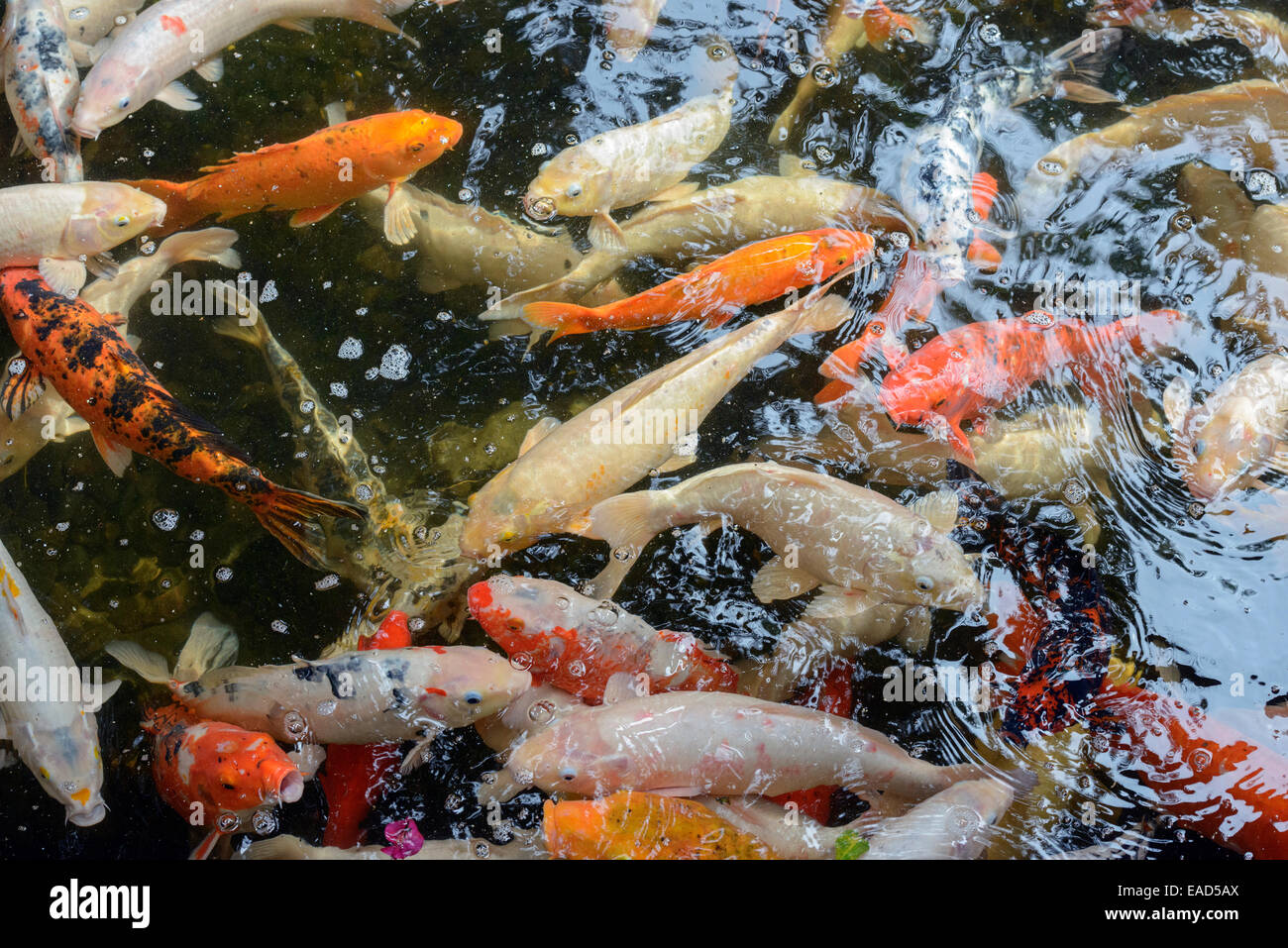 Many large fishes are splashing at the water surface Stock Photo - Alamy