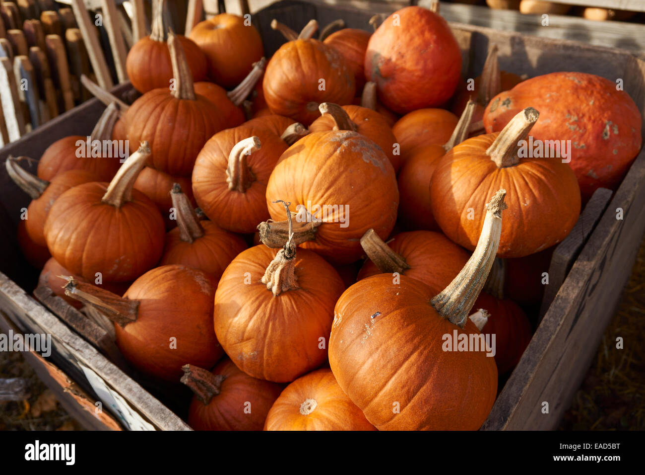 Bin of freshly picked pumpkins, Bowmansville, Lancaster County, PA, USA ...