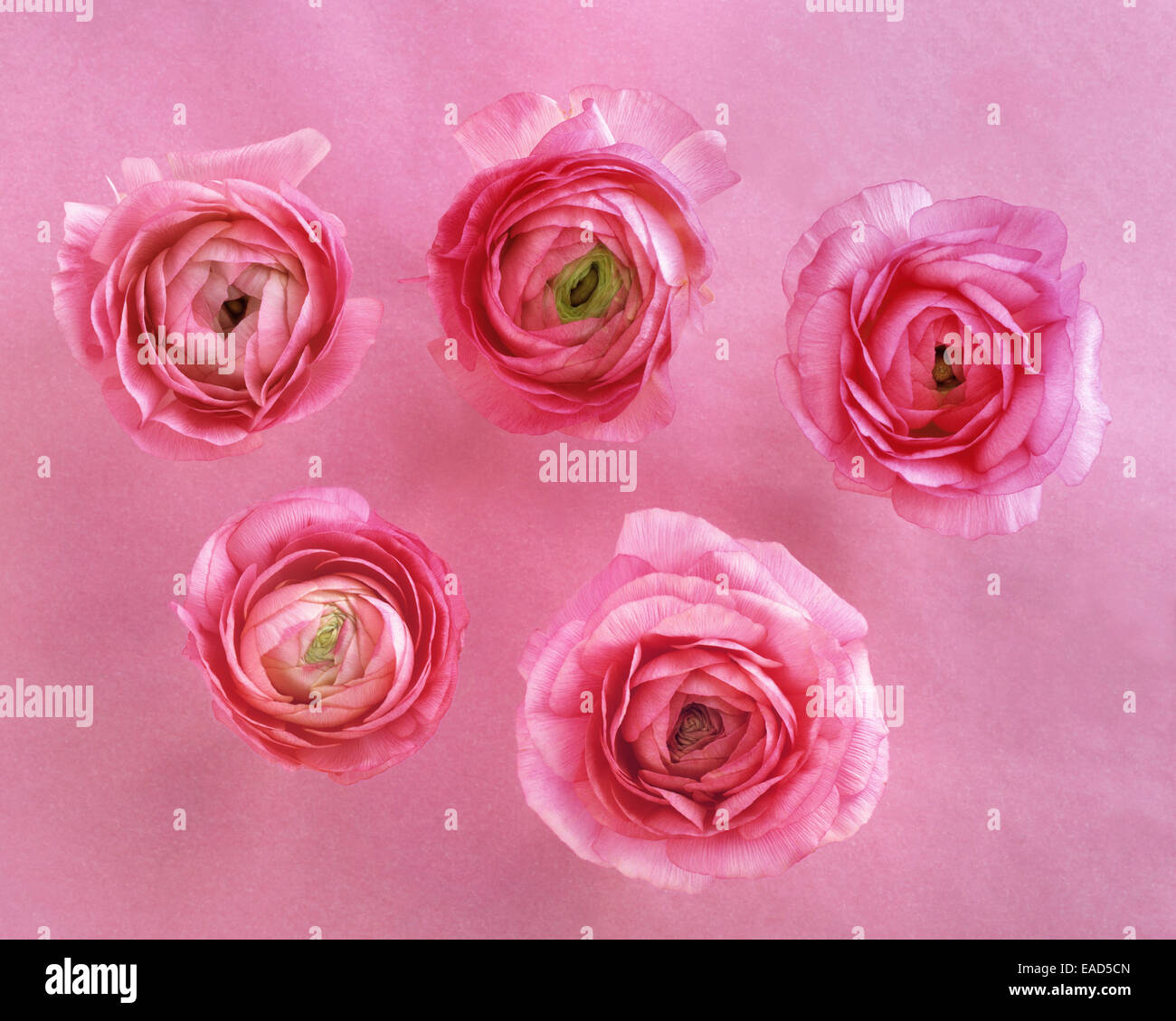 Ranunculus, Persian ranunculus, Ranunculus asiaticus, Pink subject ...