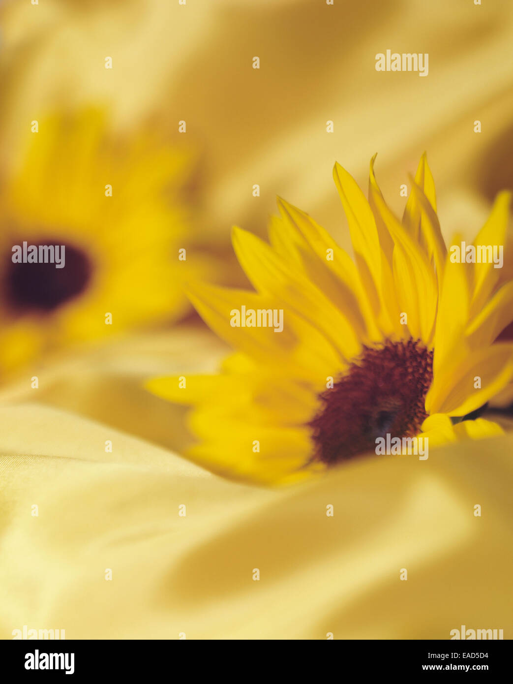 Sunflower, Helianthus, Yellow subject Stock Photo - Alamy