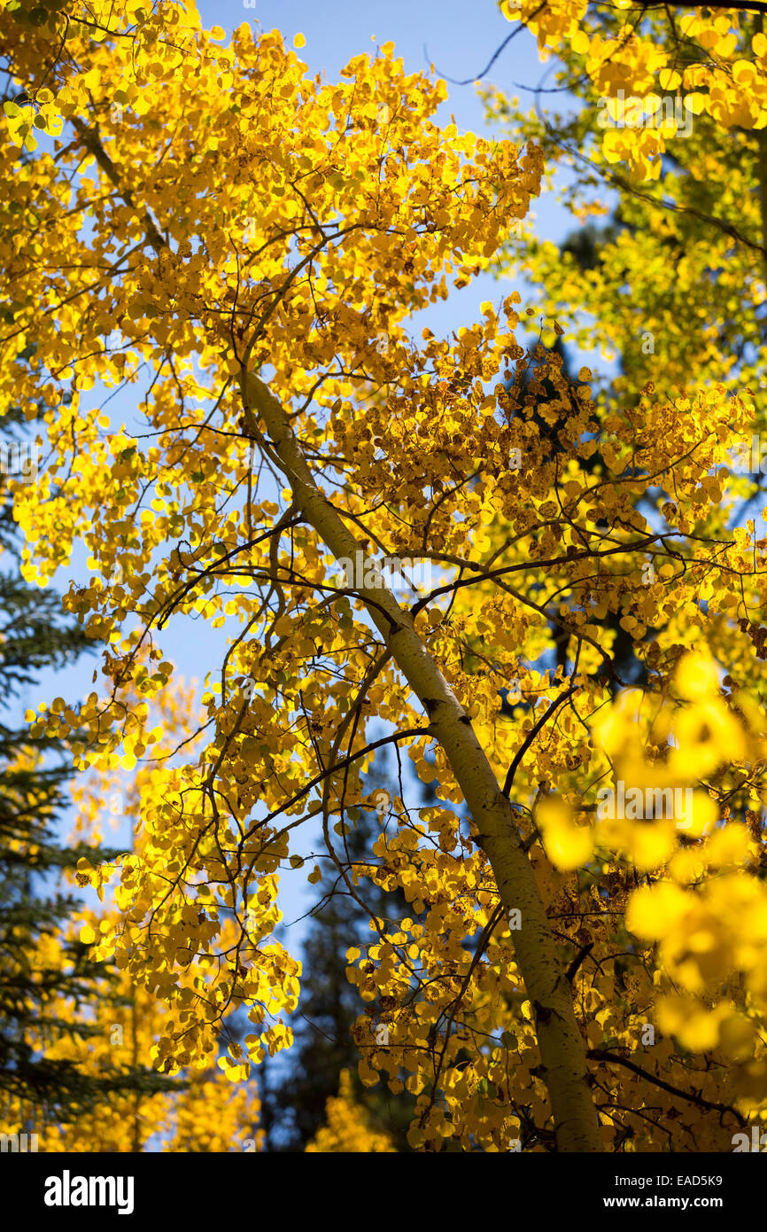 California quaking aspen hi-res stock photography and images - Alamy