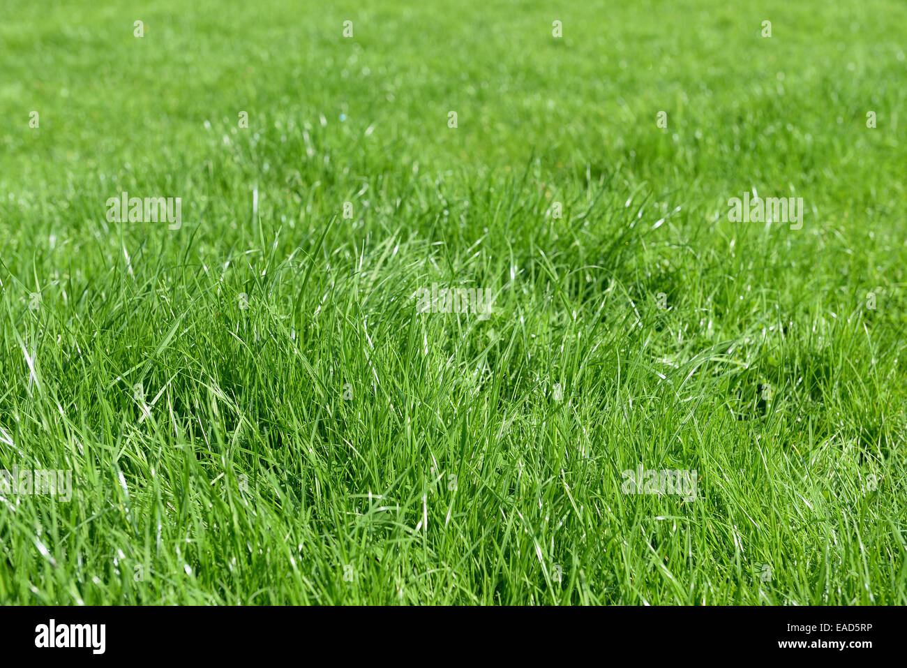 Beautiful rich green grass hi-res stock photography and images - Alamy