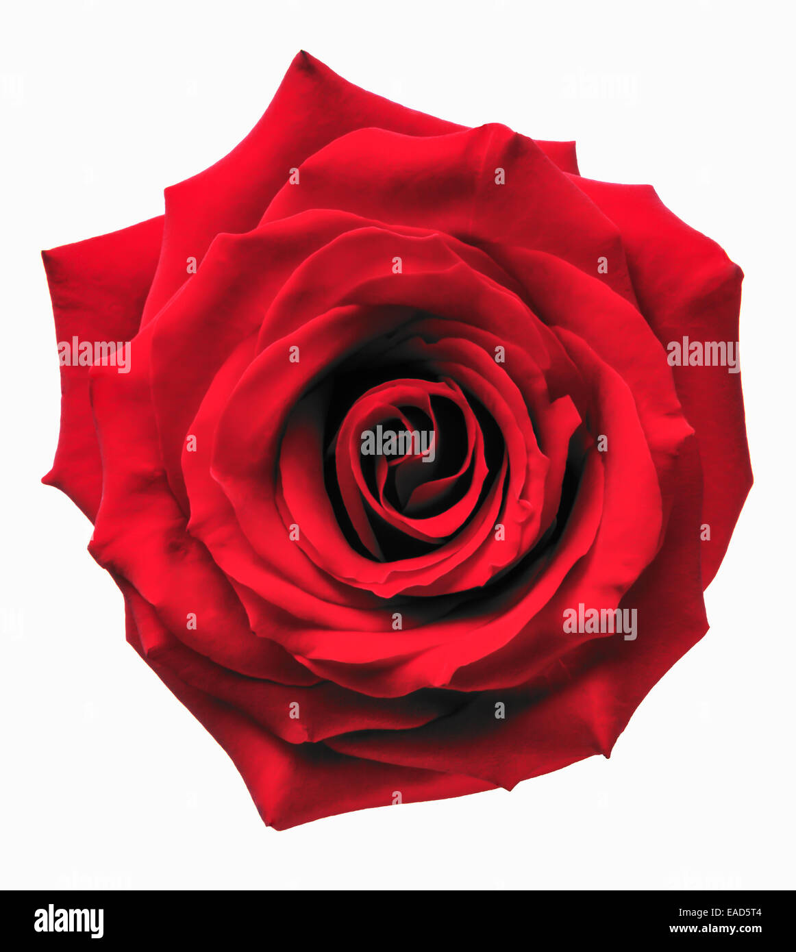 Rose, Rosa 'Paul Shirville', Red subject, White background Stock Photo ...