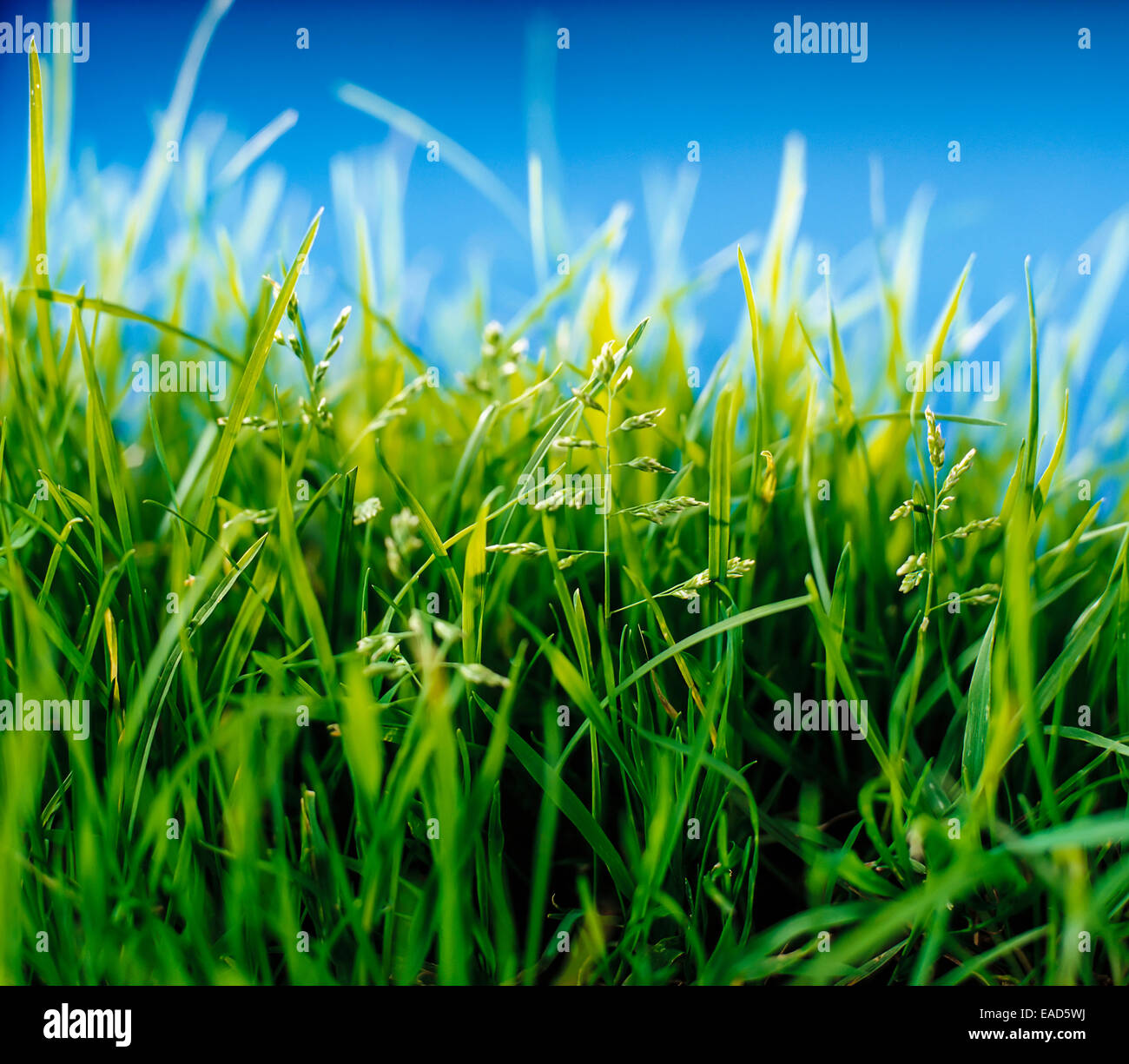 Grass, Grasses, Green subject, Blue background Stock Photo - Alamy