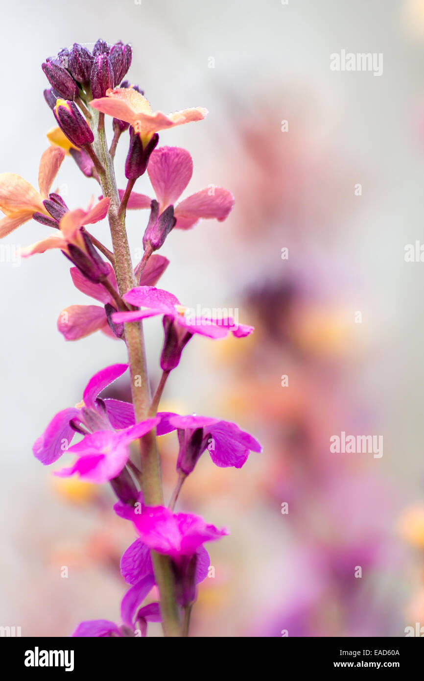 Beautiful scenes across gardens with plant portraits Stock Photo - Alamy