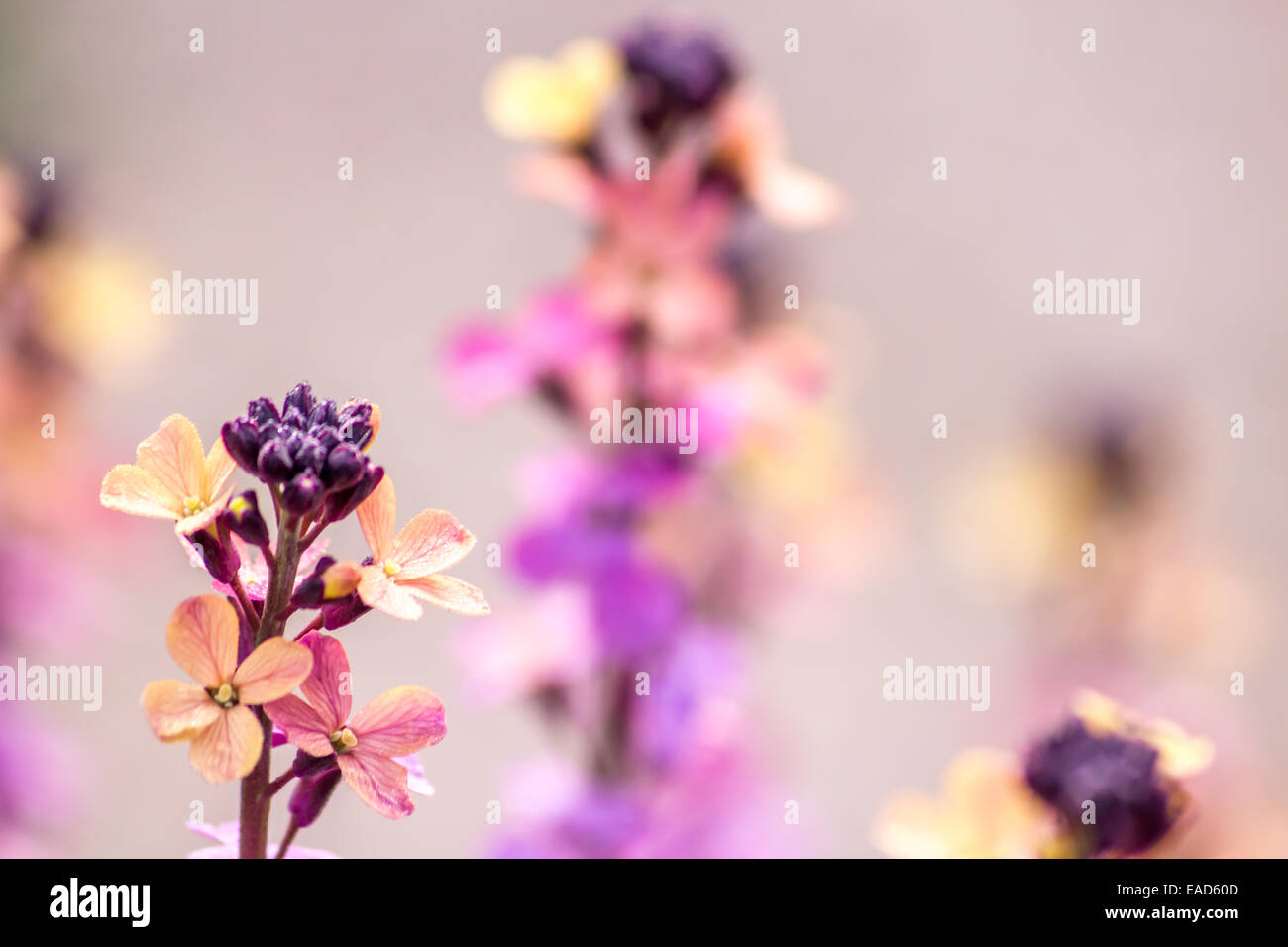 Beautiful scenes across gardens with plant portraits Stock Photo - Alamy