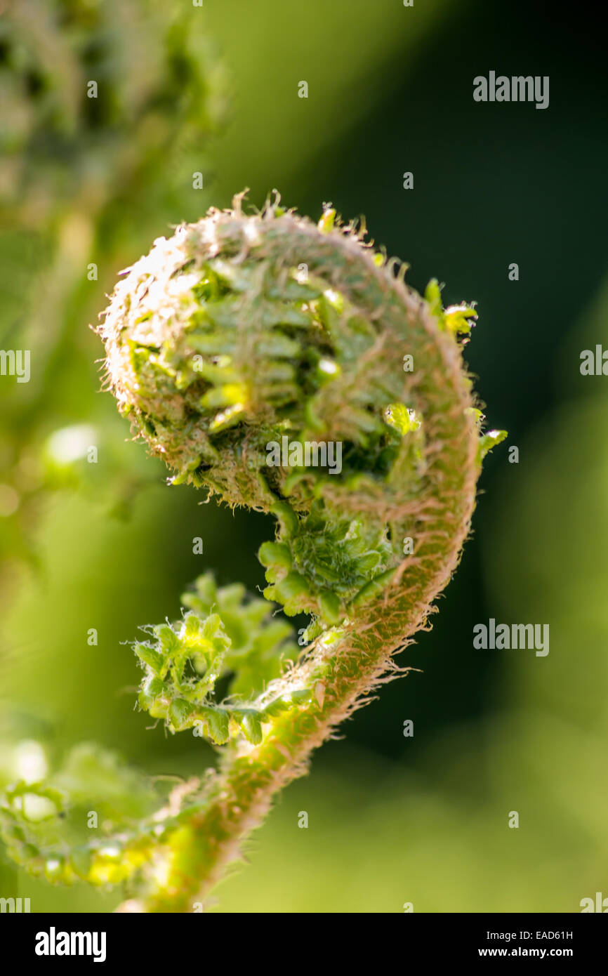 Beautiful scenes across gardens with plant portraits Stock Photo - Alamy