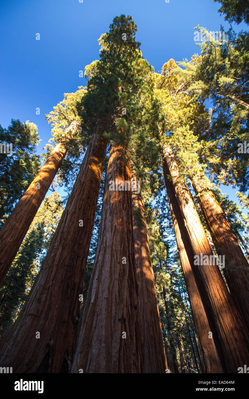 Giant Redwood, or Sequoia, Sequoiadendron giganteum, and an RV in ...