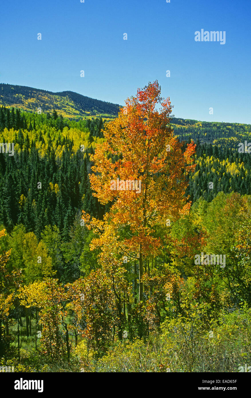 Aspen trees in the Sangre de Cristo Mountains near Santa Fe and the ...