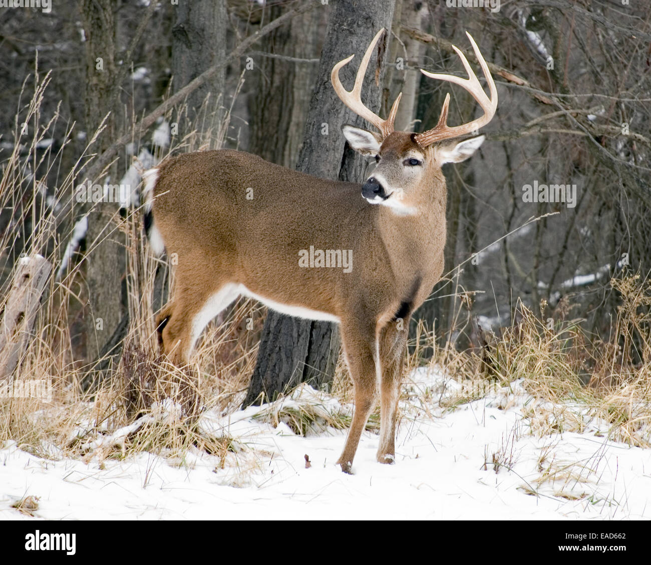 Whitetail Deer Buck standing in a field Stock Photo - Alamy
