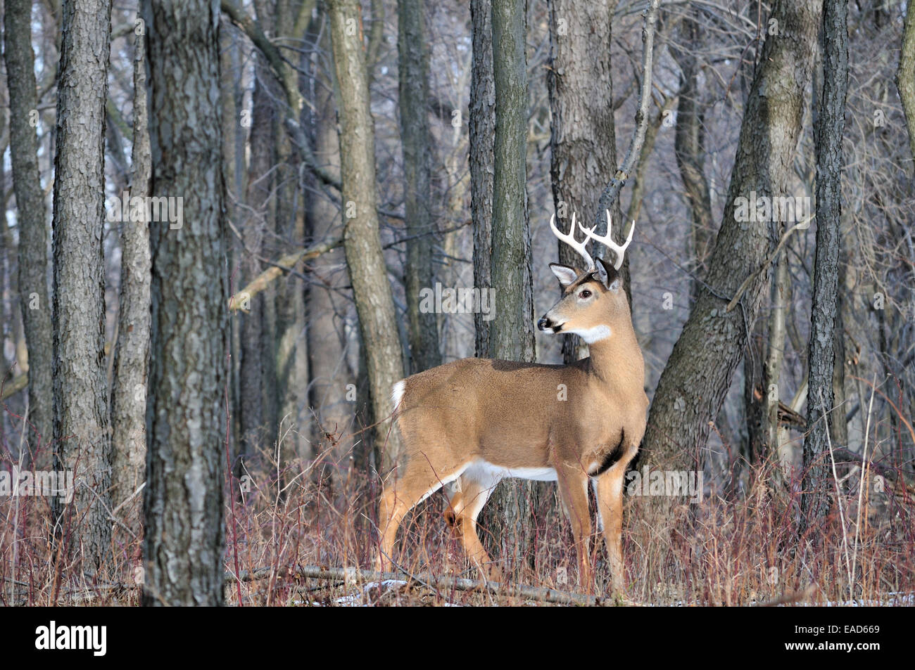 Whitetail Deer Buck standing in the woods Stock Photo - Alamy