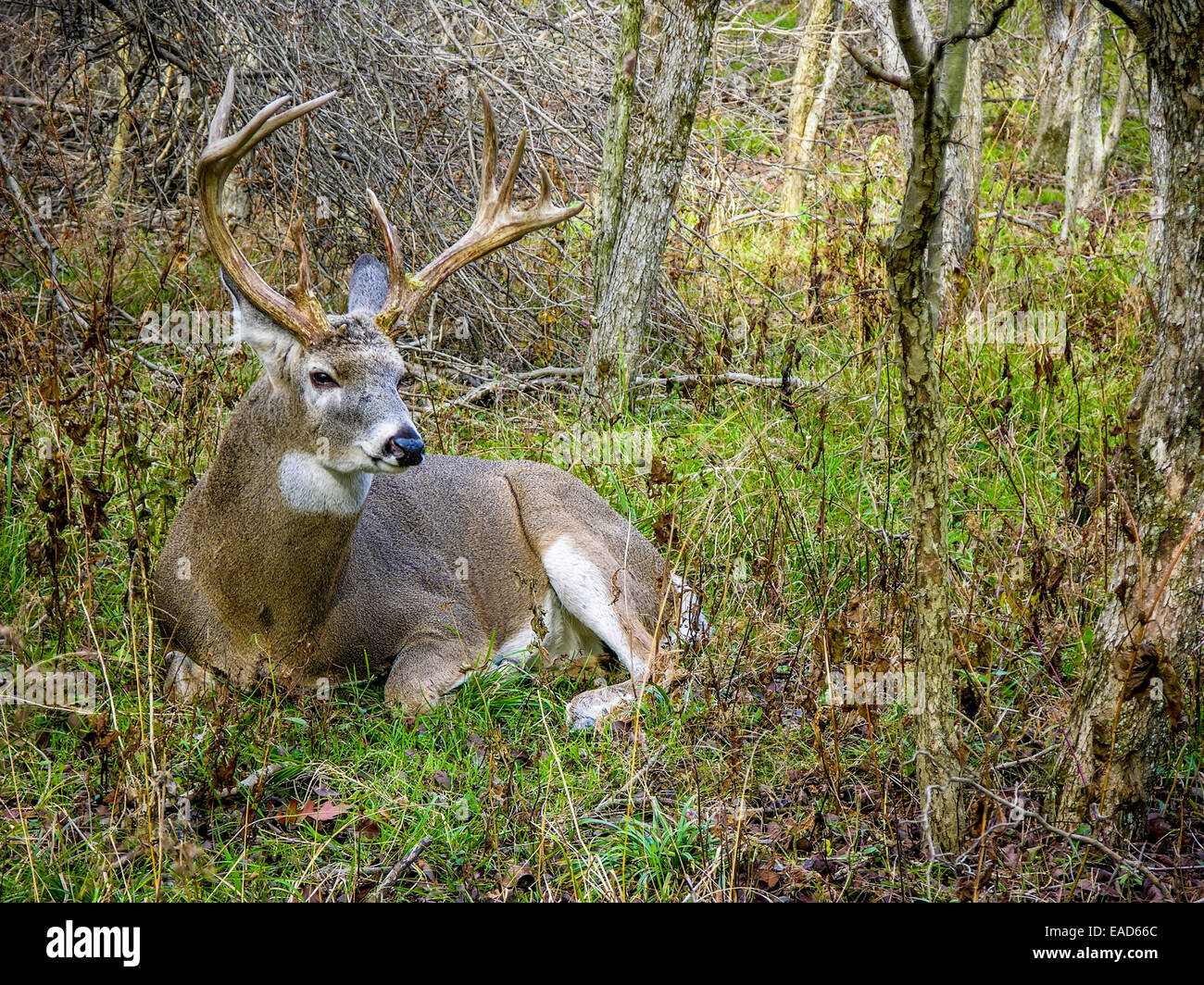 Buck bedded hi-res stock photography and images - Alamy