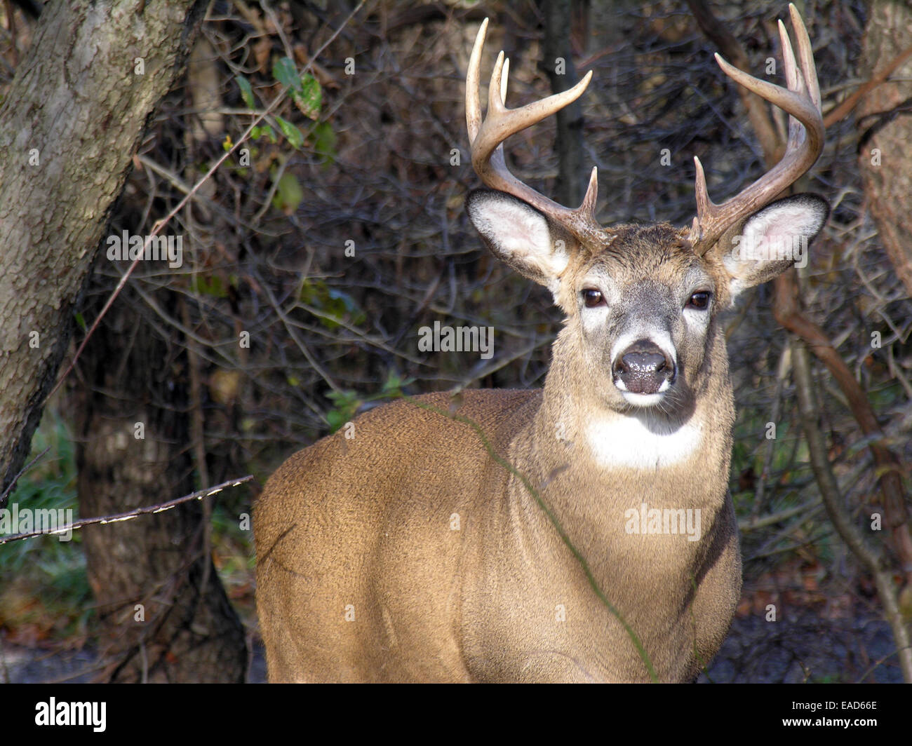 Whitetail Deer Buck standing in the woods Stock Photo - Alamy