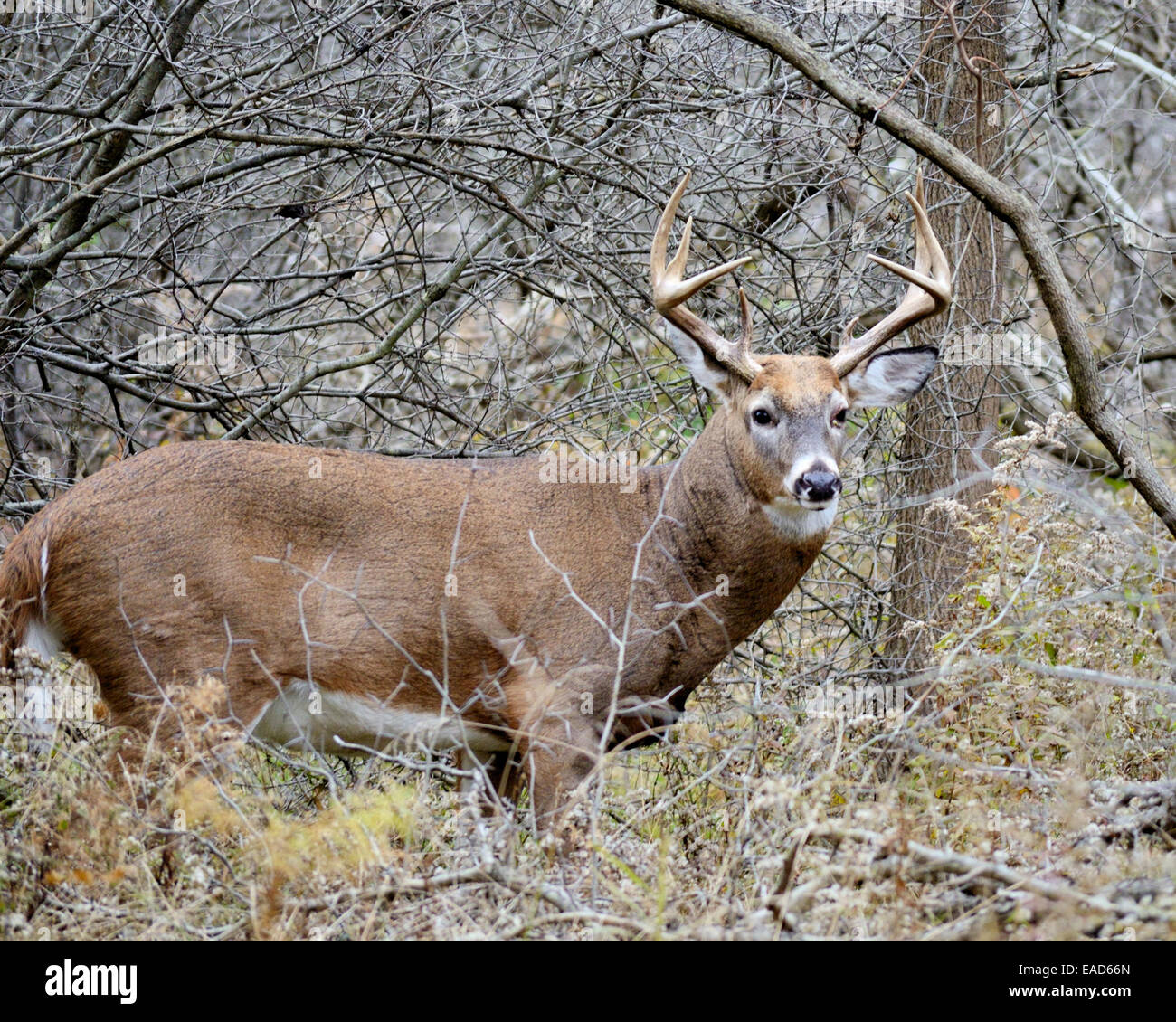 Whitetail Deer Buck standing in the woods Stock Photo - Alamy