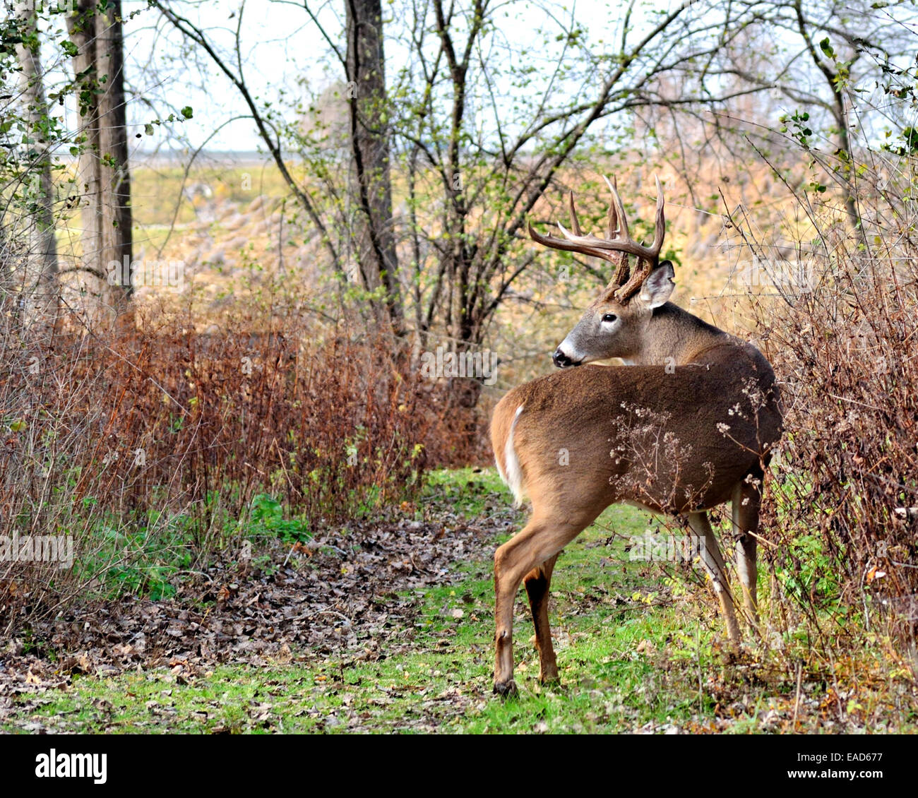 Whitetail Deer Buck standing in a field Stock Photo - Alamy