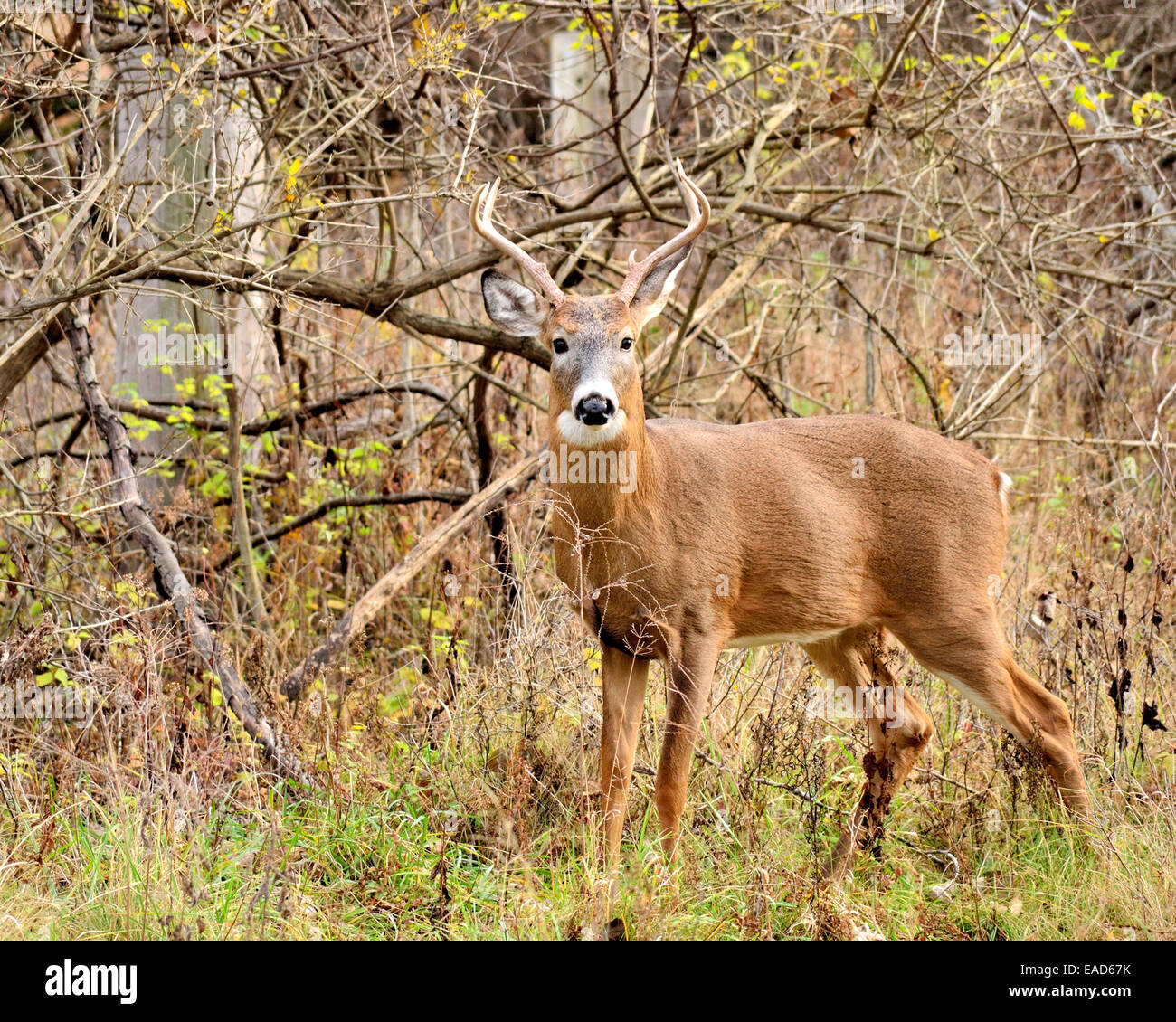 Whitetail Deer Buck standing in a field Stock Photo - Alamy