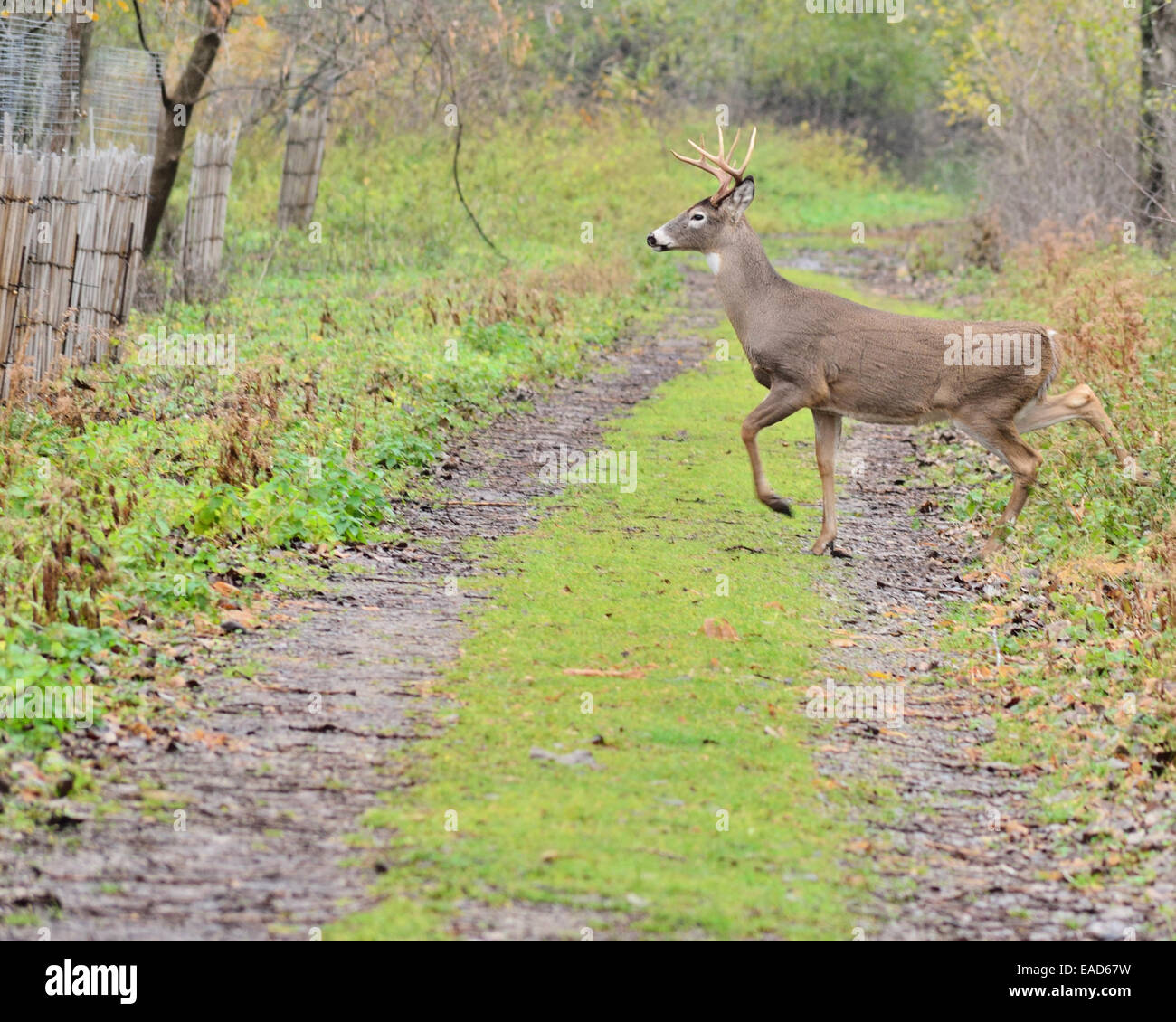 Whitetail Deer Buck standing in a field Stock Photo - Alamy