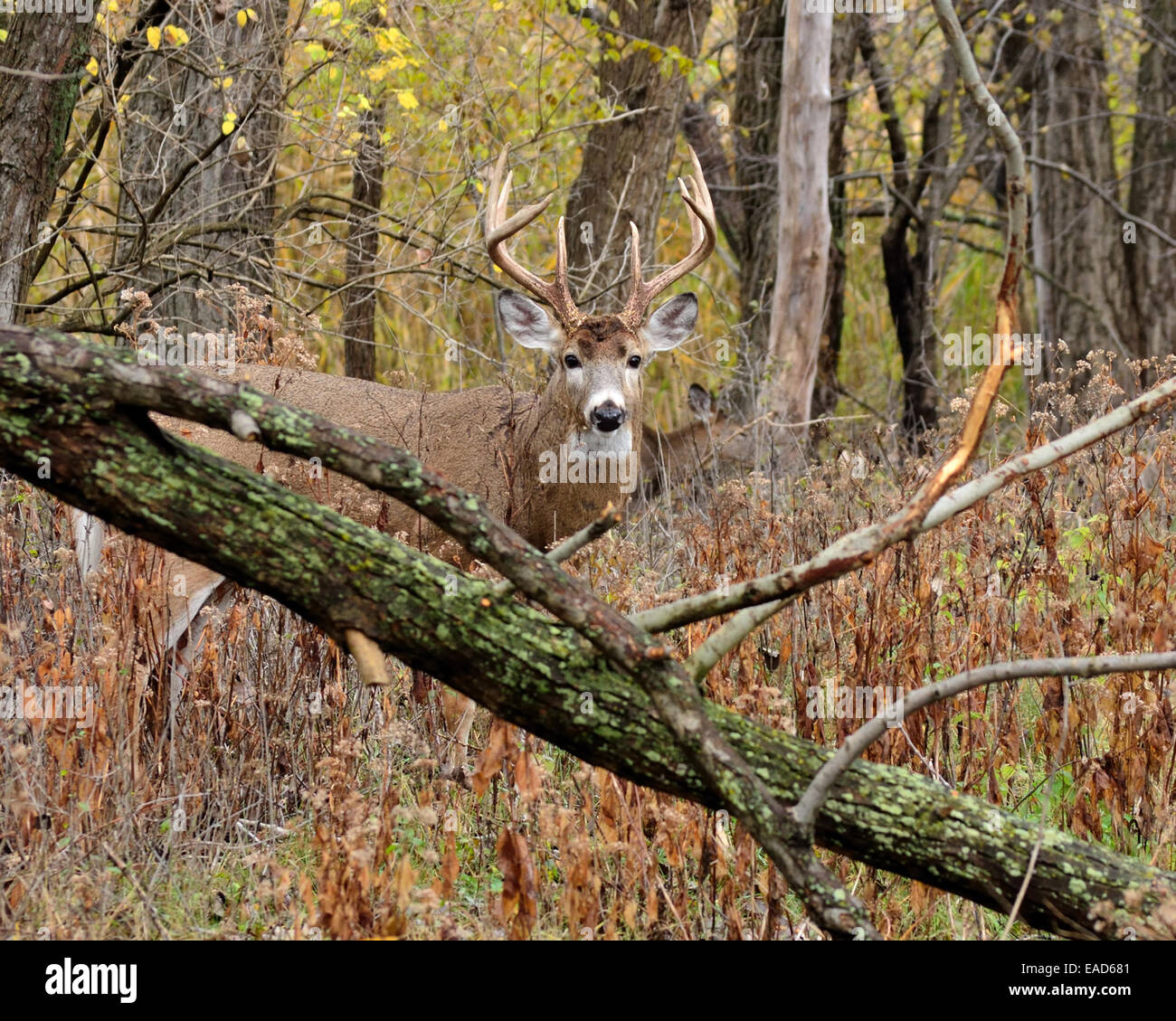 Whitetail Deer Buck standing in the woods Stock Photo - Alamy