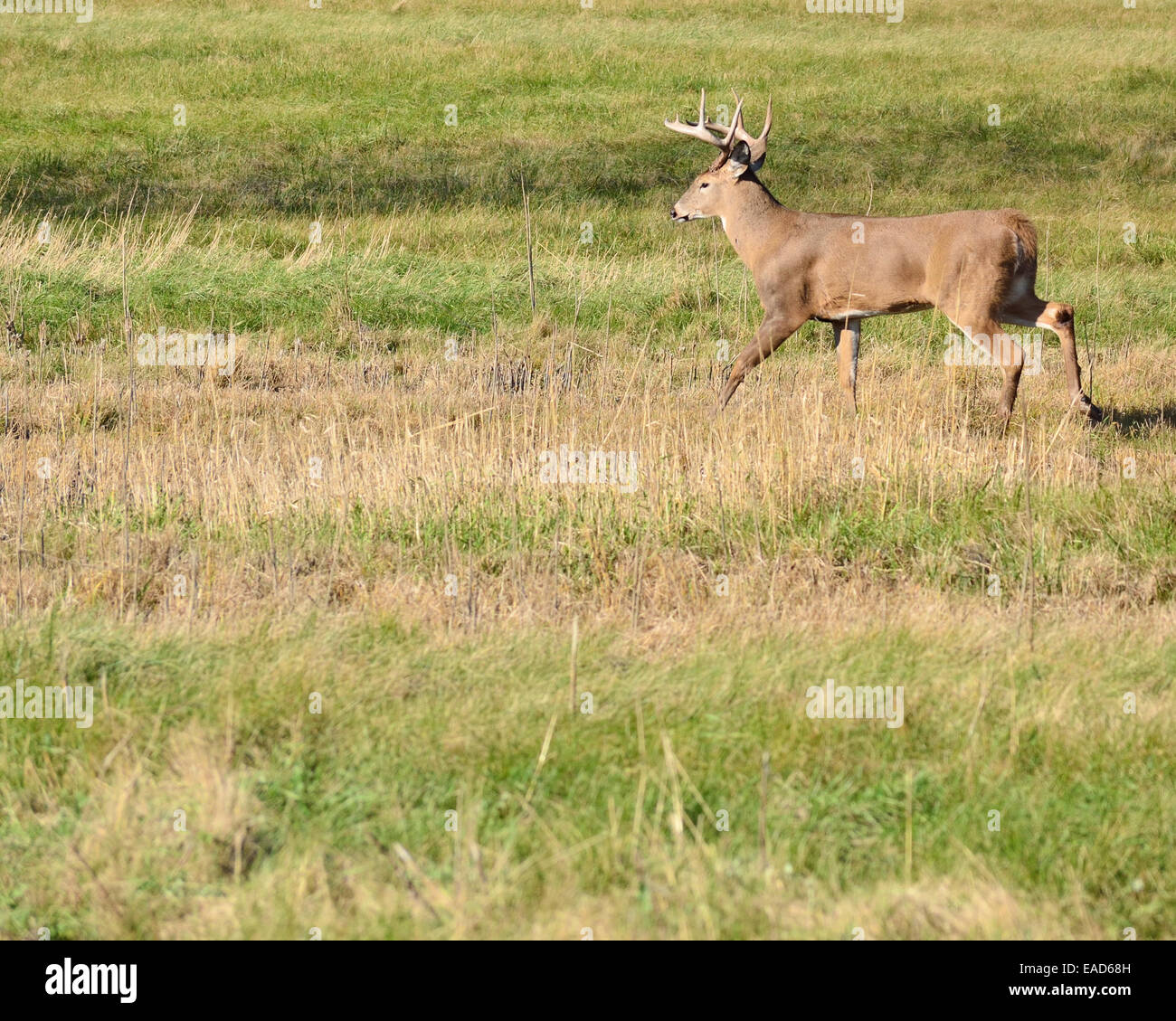Whitetail Deer Buck standing in a field Stock Photo - Alamy