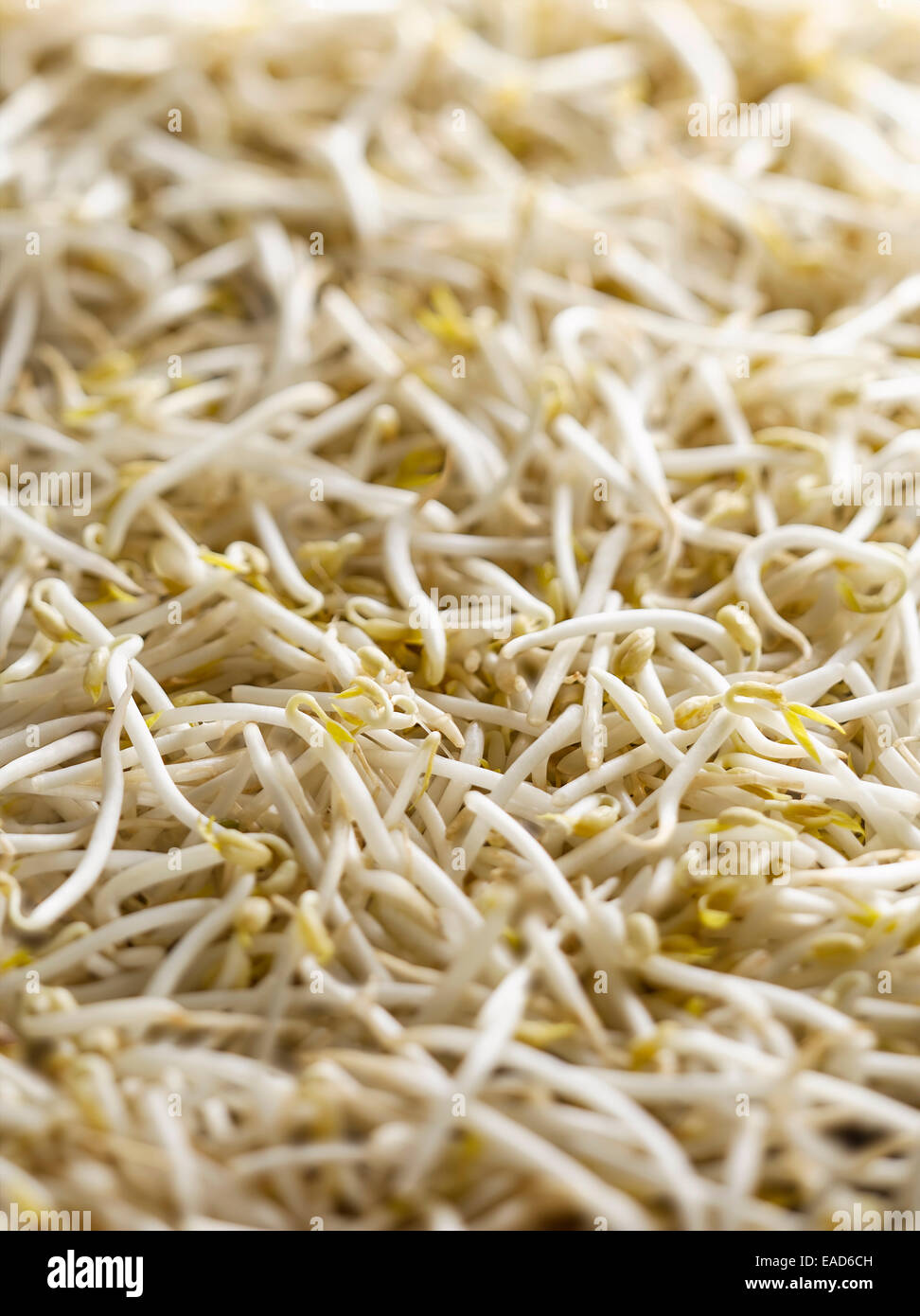 Mung bean, Vigna radiata, Cream subject Stock Photo - Alamy